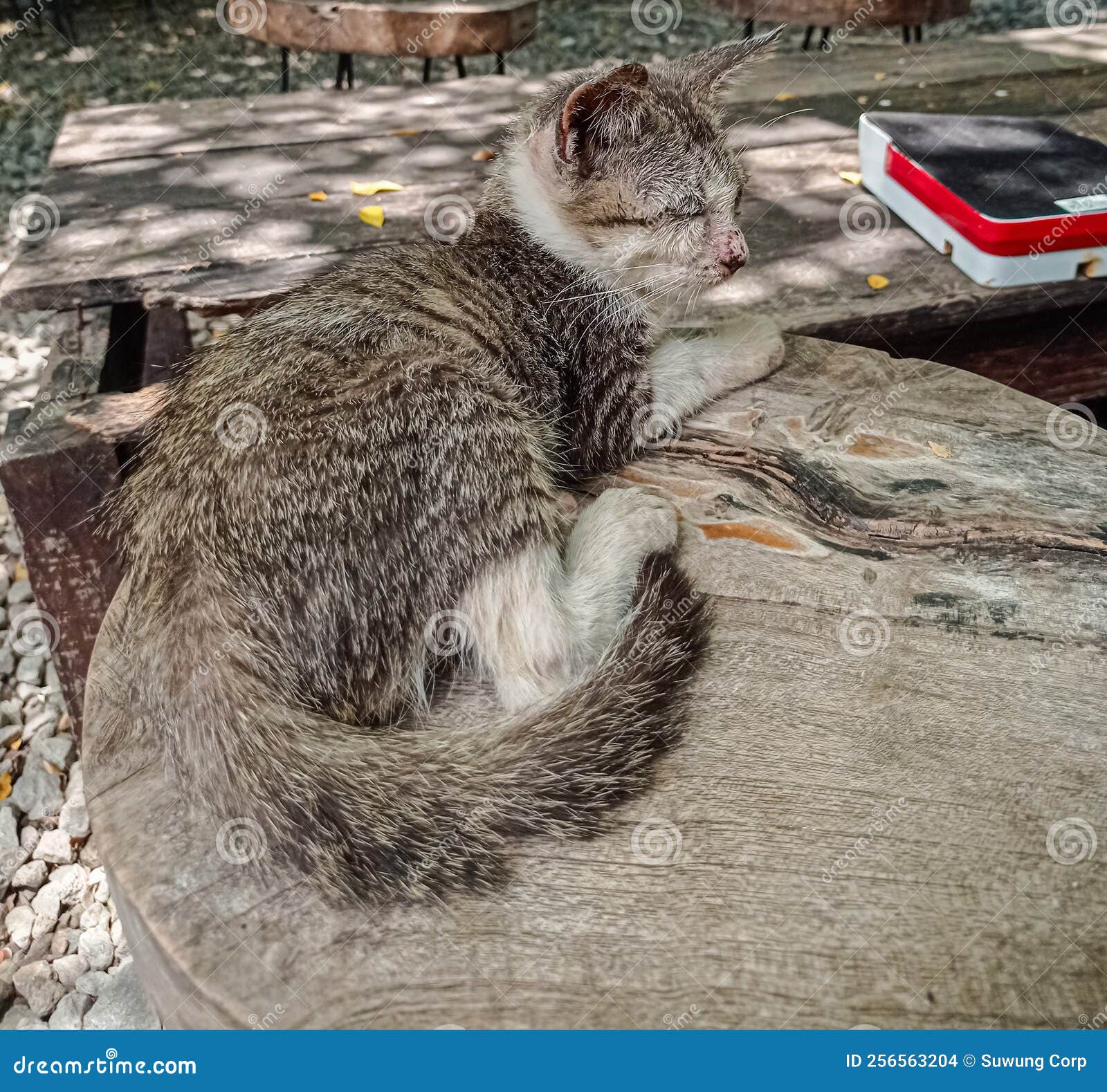 Oktoberfest, a Cat that Hangs Out of Sleep in October Stock Photo ...
