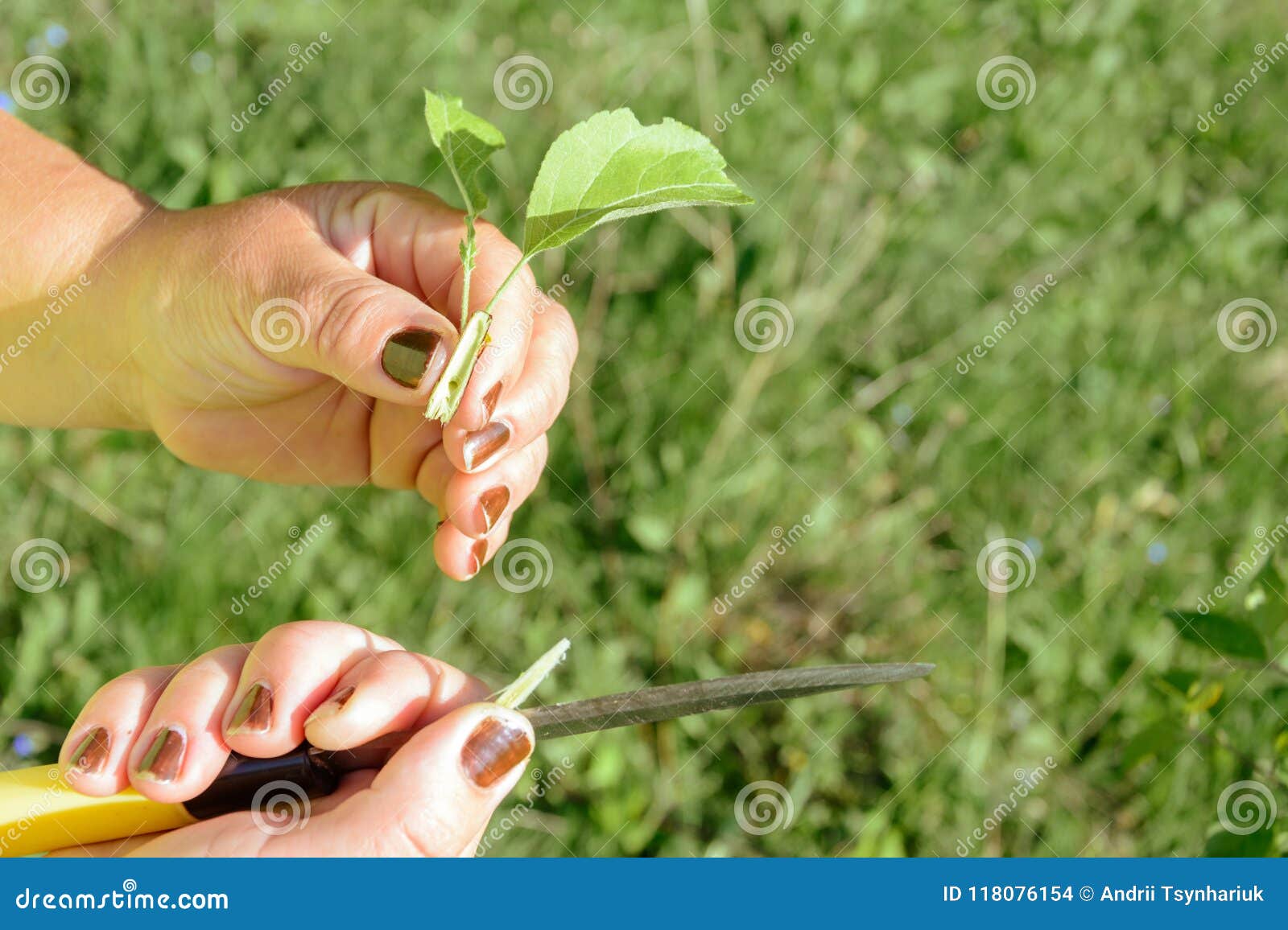 Okuling and Inoculation of Fruit Tree in the Garden Stock Photo - Image ...