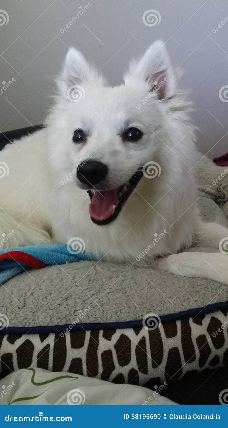 Olaf stock photo. Image of fluffy, american, olaf, eskimo - 58195690
