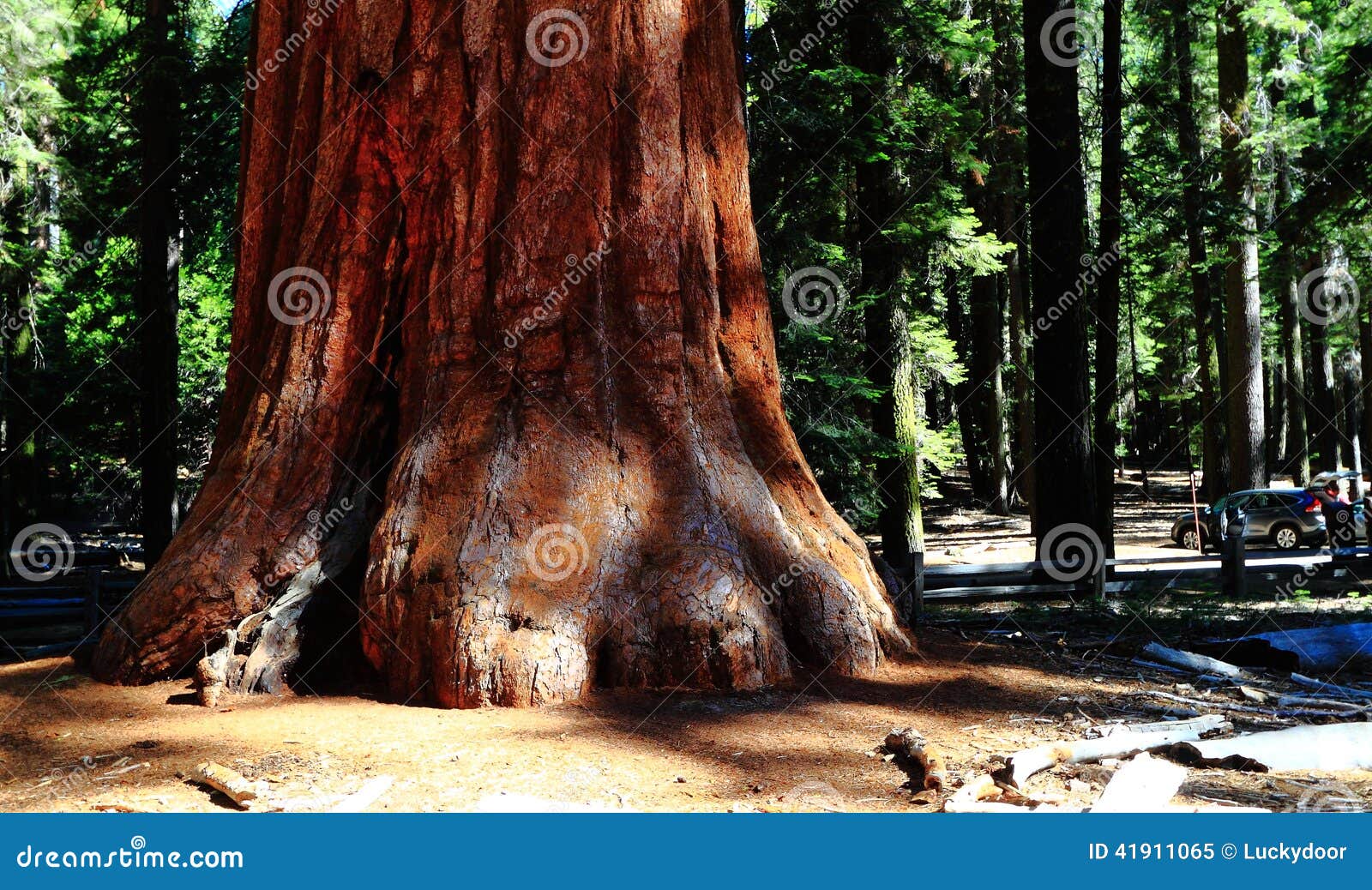 Olbrzymia sekwoja obraz stock. Obraz złożonej z destination - 41911065