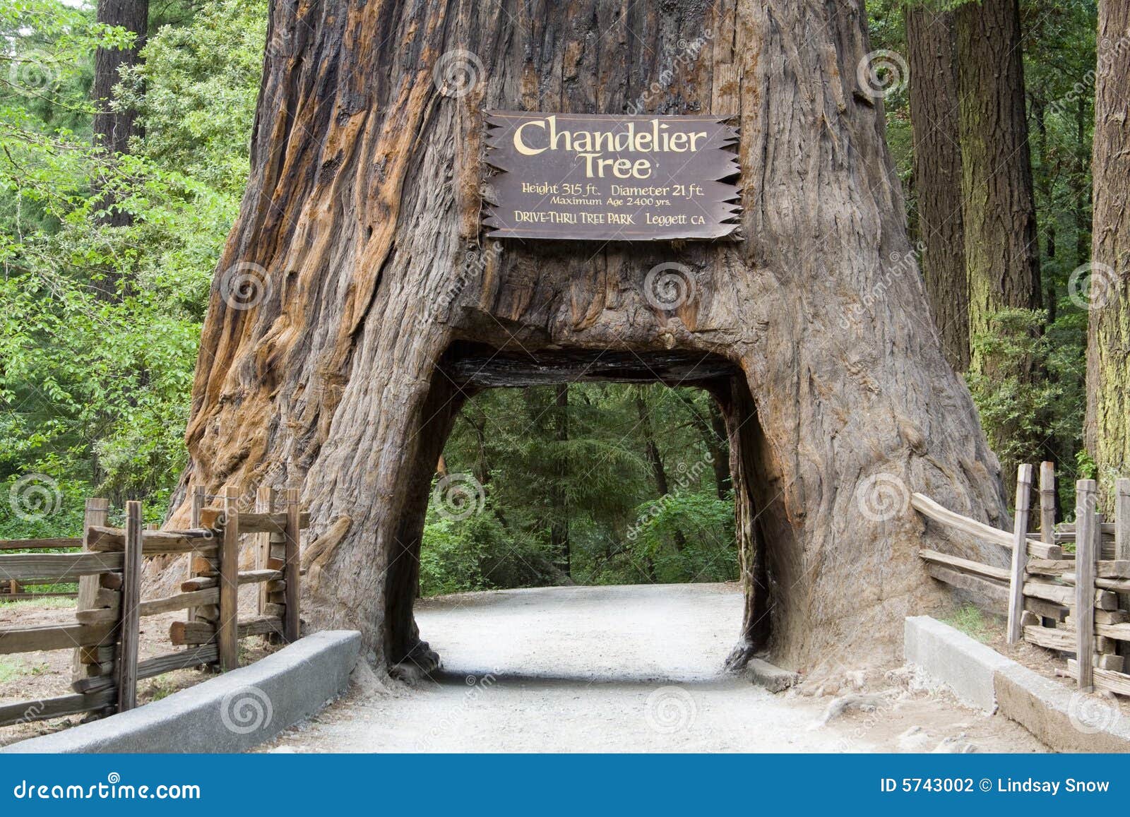 Olbrzymia sekwoja zdjęcie stock. Obraz złożonej z wysoki - 5743002