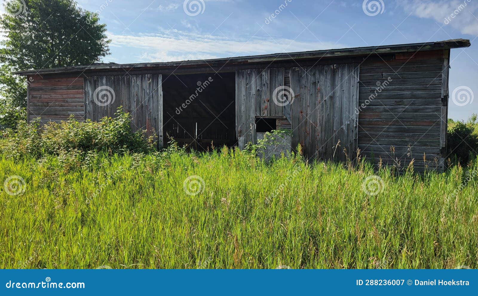 Old Abandoned Barn with Overgrown Brush Stock Image - Image of plant, transport: 288236007