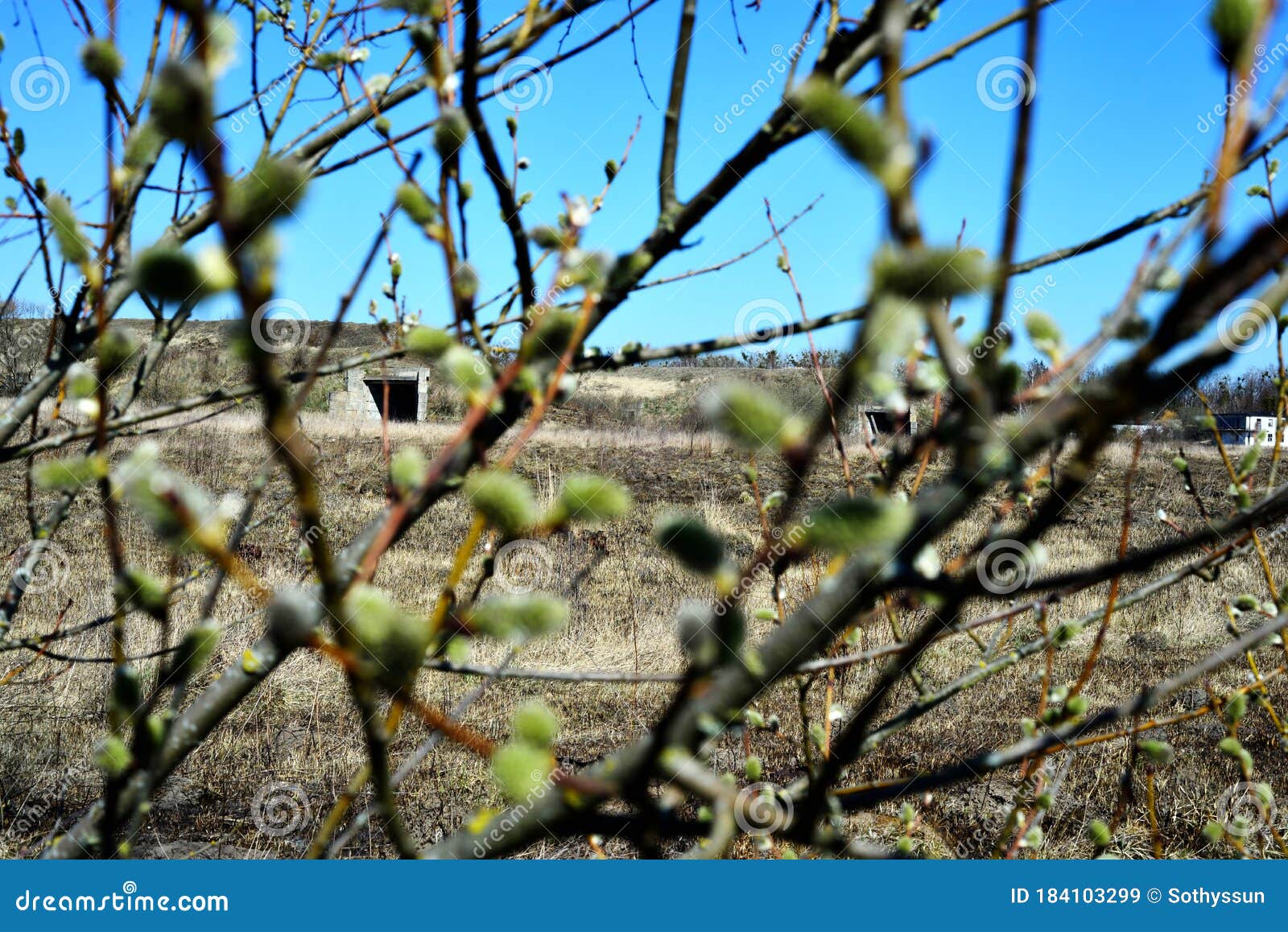 An Old Abandoned Bunker Behind Willow Tree Military Landscape Stock ...
