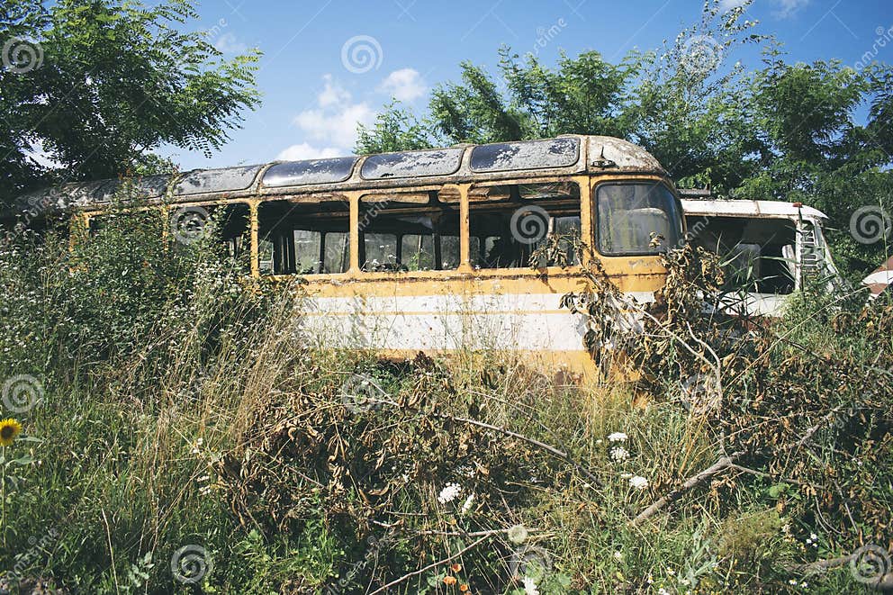 Old, Abandoned Buses in the Bushes. Broken Buses Graveyard of Old Buses ...