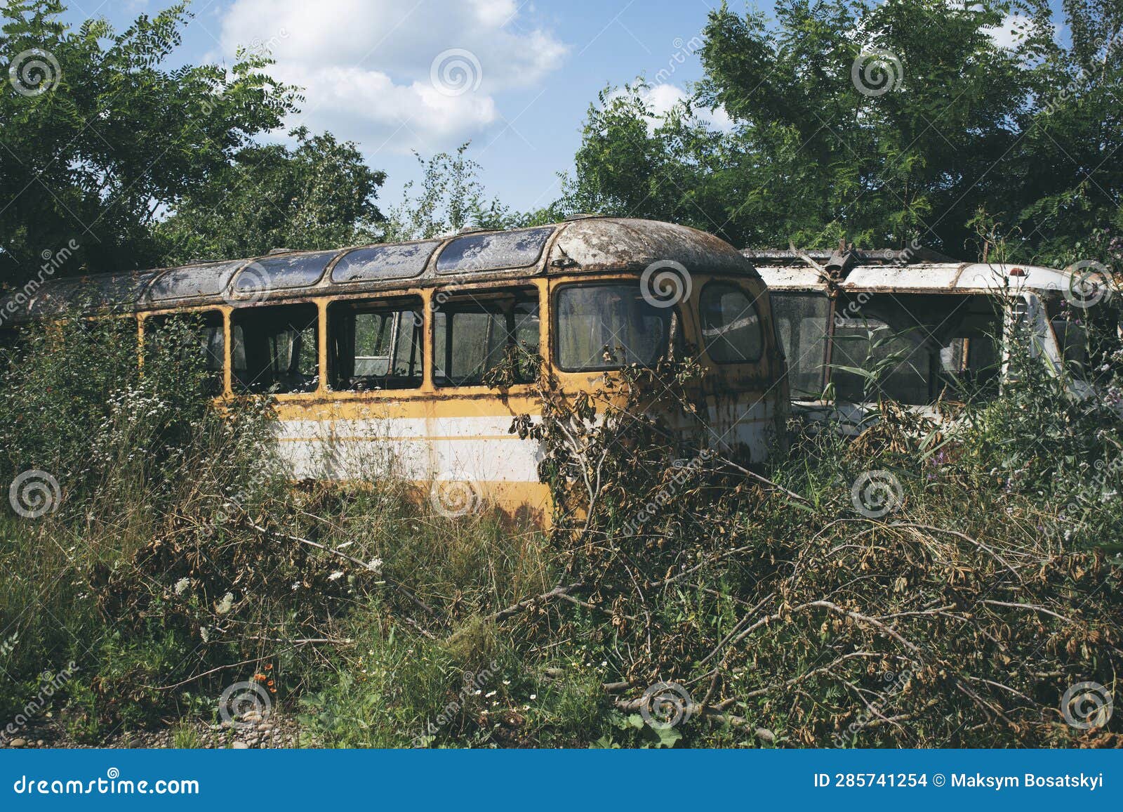 Old, Abandoned Buses in the Bushes. Broken Buses Graveyard of Old Buses ...