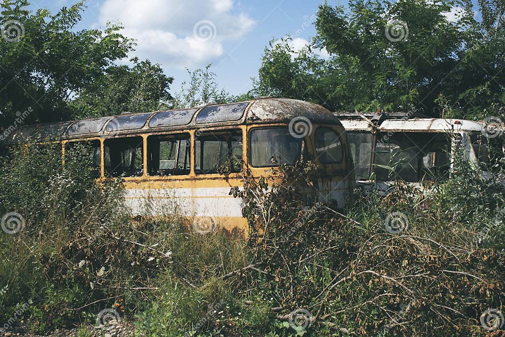 Old, Abandoned Buses in the Bushes. Broken Buses Graveyard of Old Buses ...