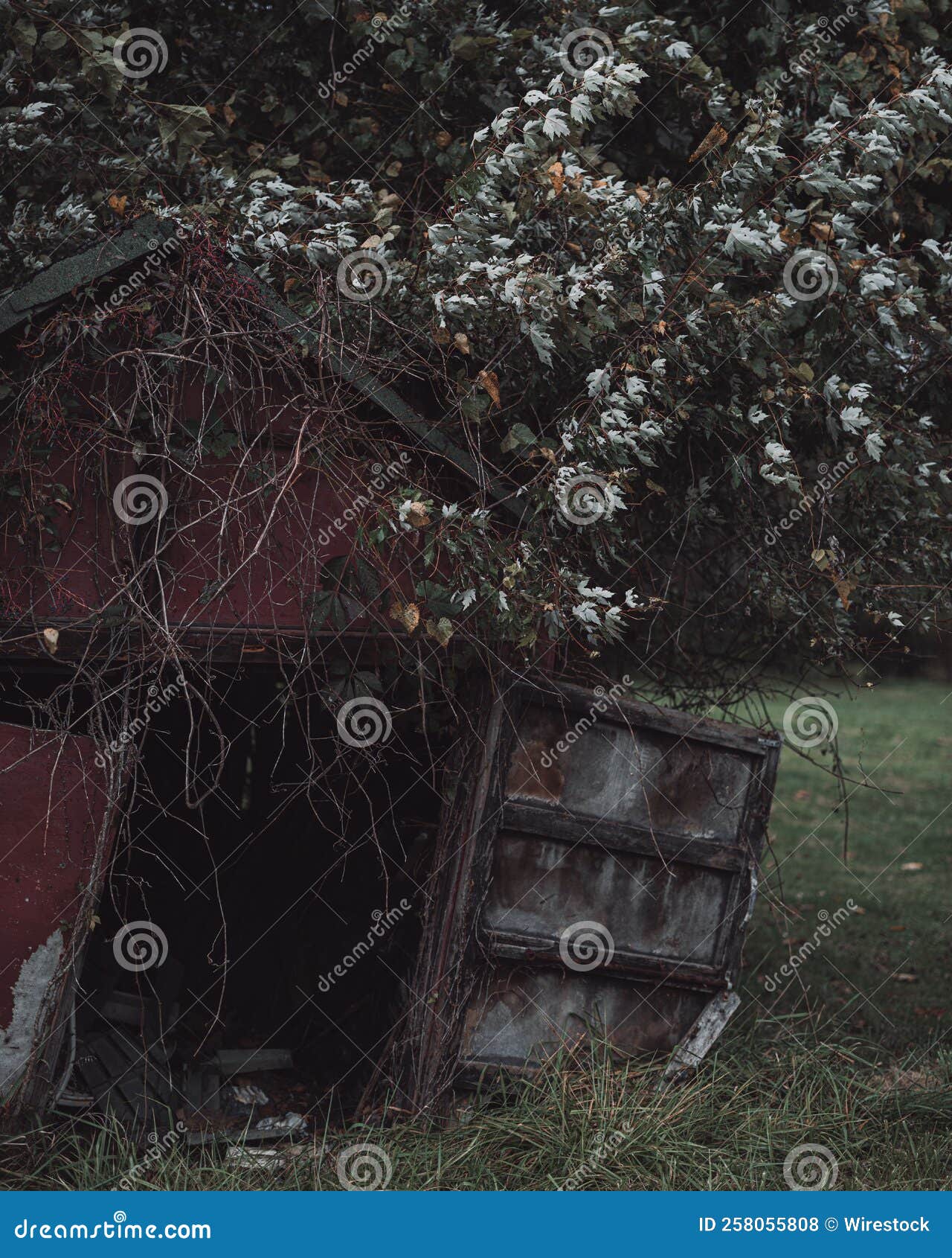 Old Abandoned Cabin in the Forest Stock Photo - Image of house, grass ...
