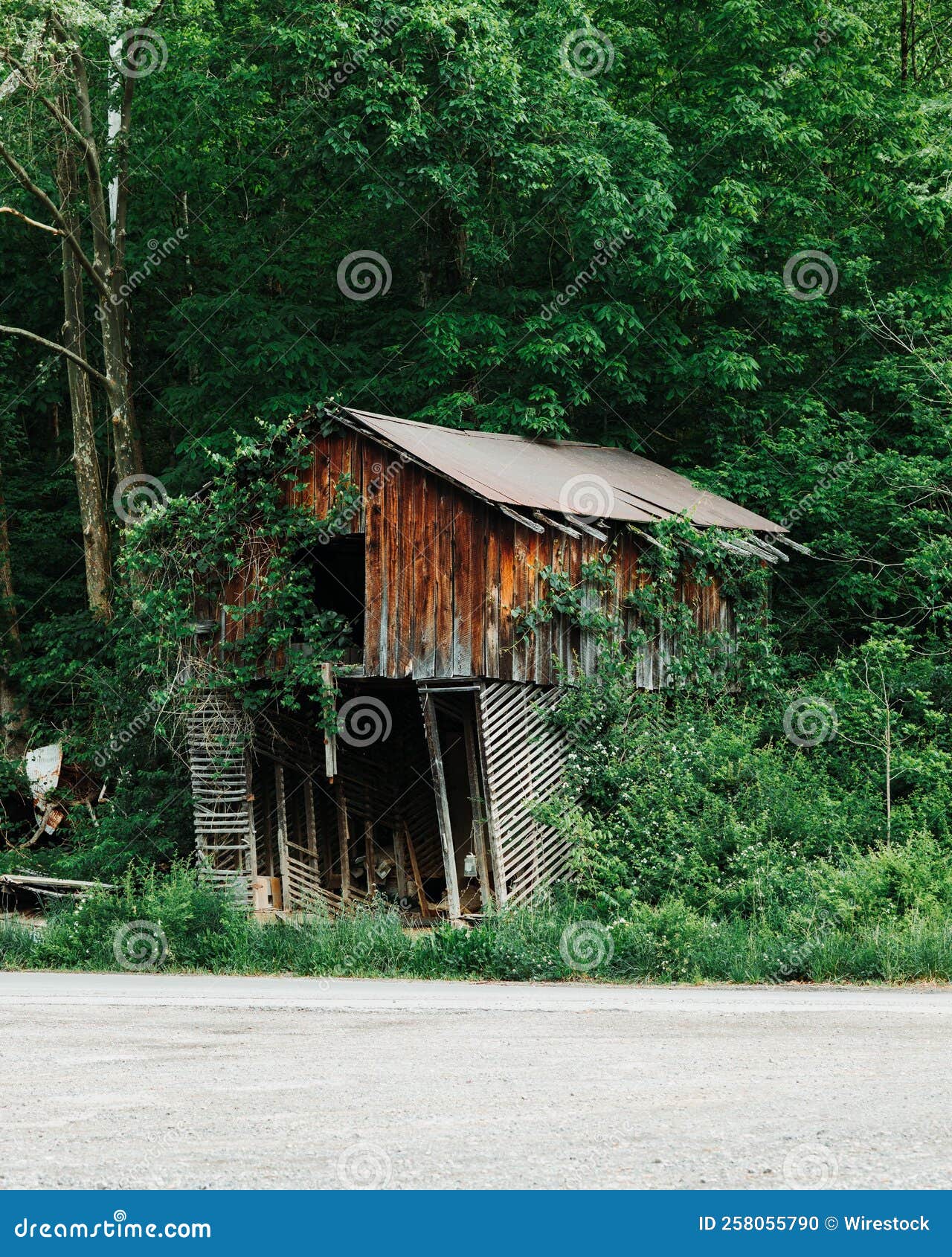 Old Abandoned Cabin with Plants Growing Inside in the Forest Stock ...