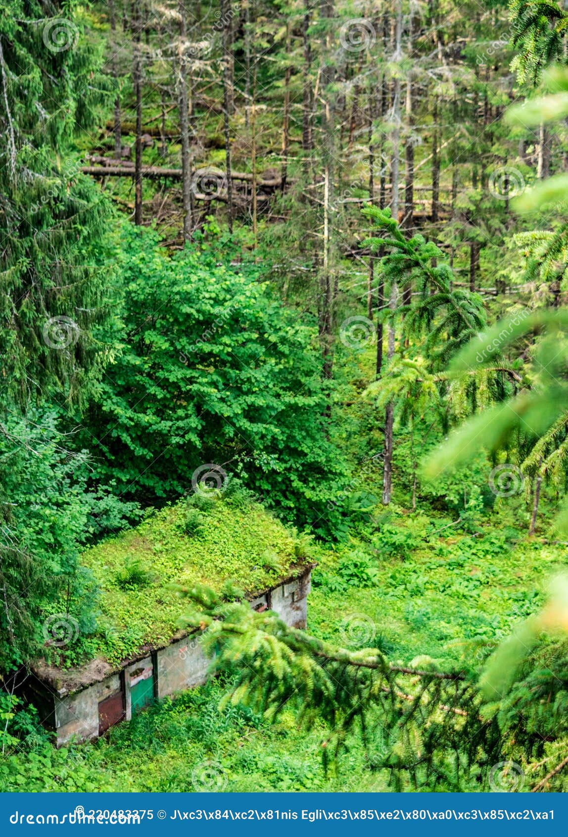 Old and Abandoned Cabin in the Woods. Overgrown with Grass in the ...