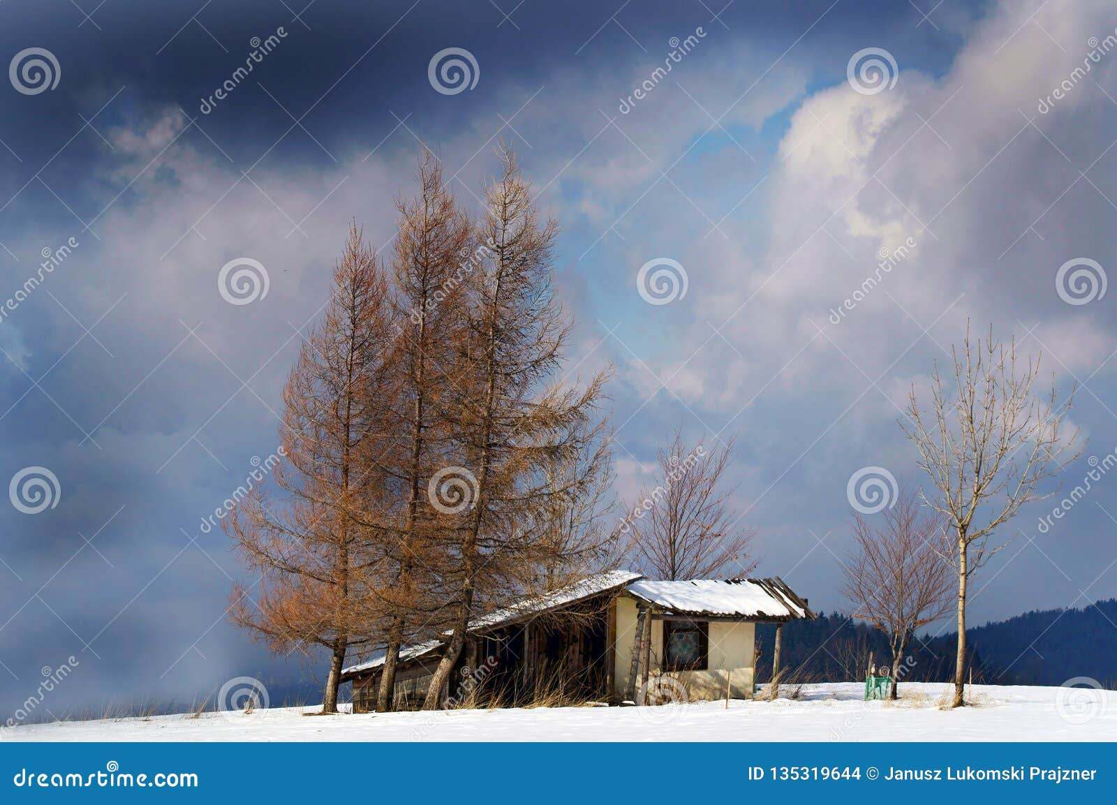 Three trees in winter time stock photo. Image of cold - 135319644
