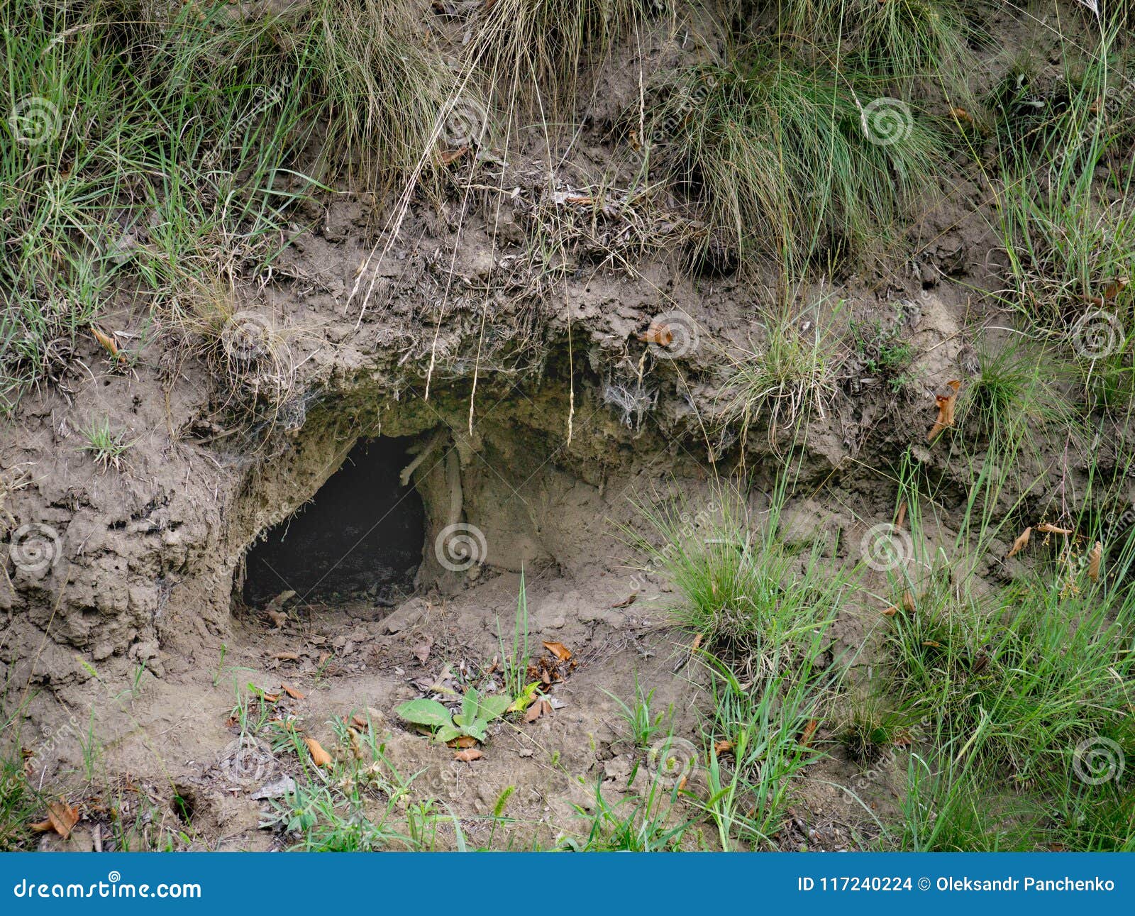 An Old Abandoned Deep Den of Some Animal, in the Park Stock Photo ...