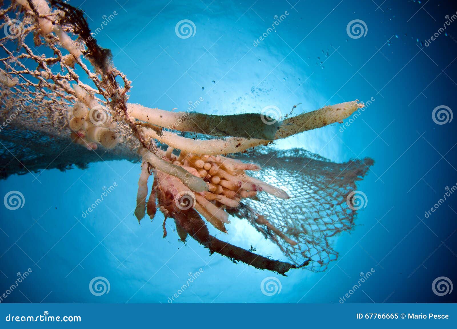 Old abandoned fishing net stock image. Image of marine - 67766665