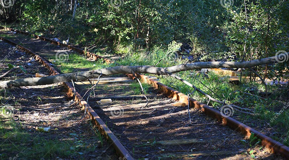 An Old Abandoned Railway Track in the Forest with a Fallen Tree Lying ...