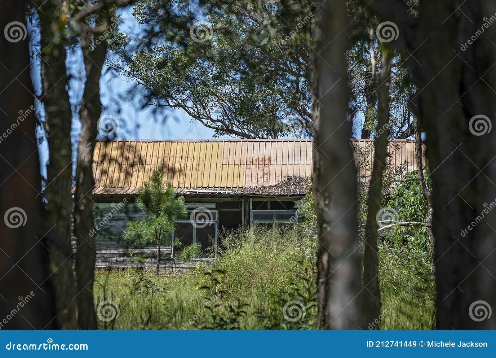 Old Shack in the Trees stock image. Image of countryside - 212741449