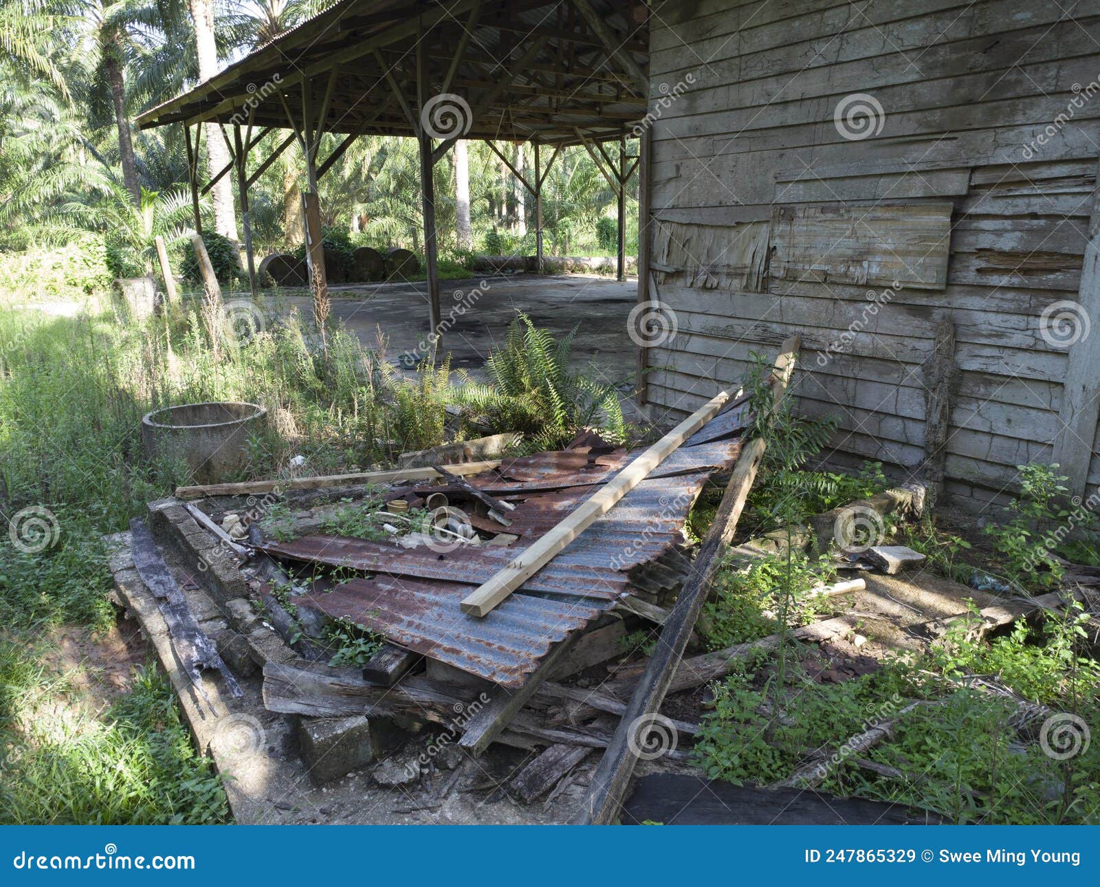 The Old Abandoned Shed in the Isolated Plantation Stock Image - Image ...
