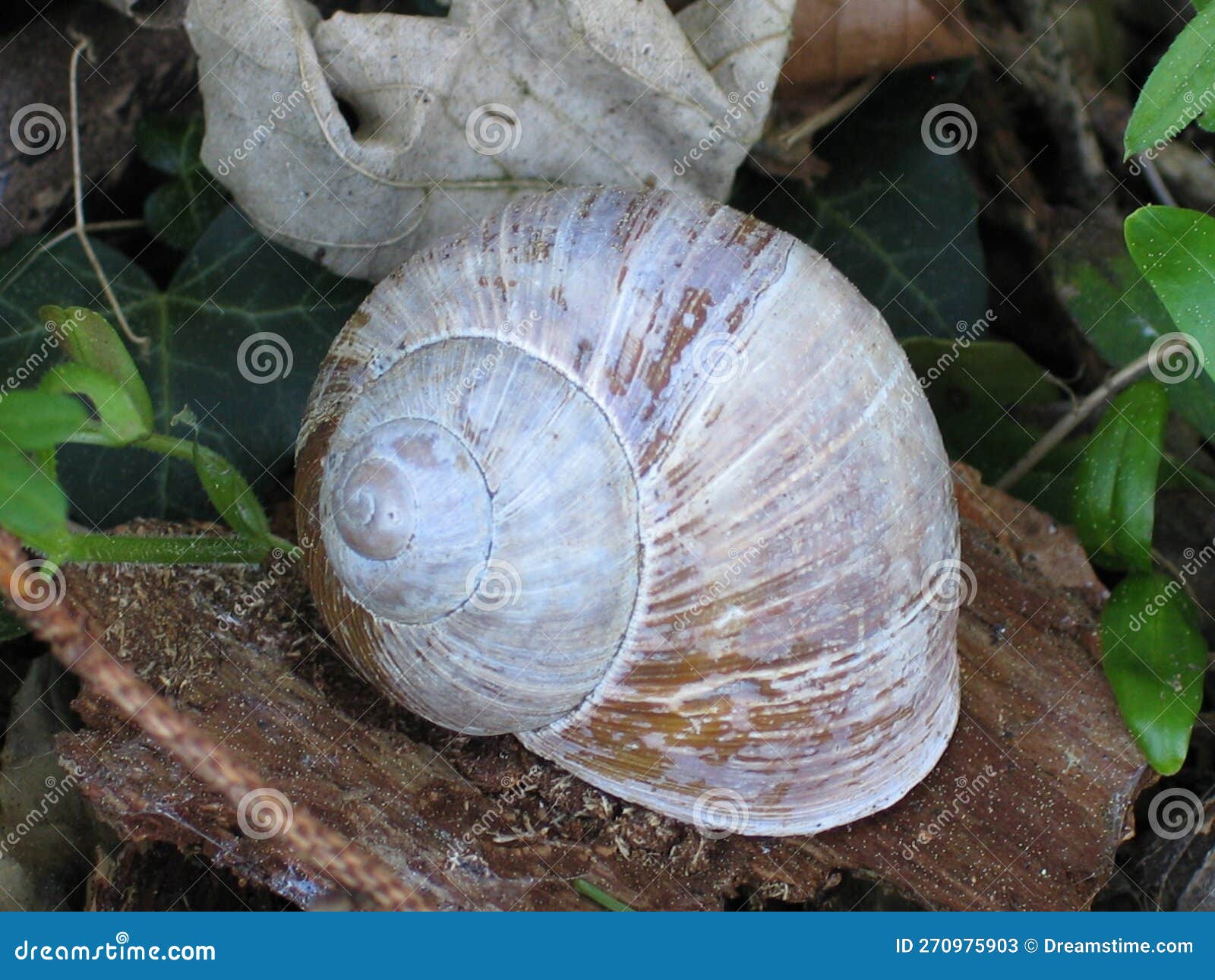 An Old Abandoned Snail Shell. Stock Image - Image of seafood, leaf ...