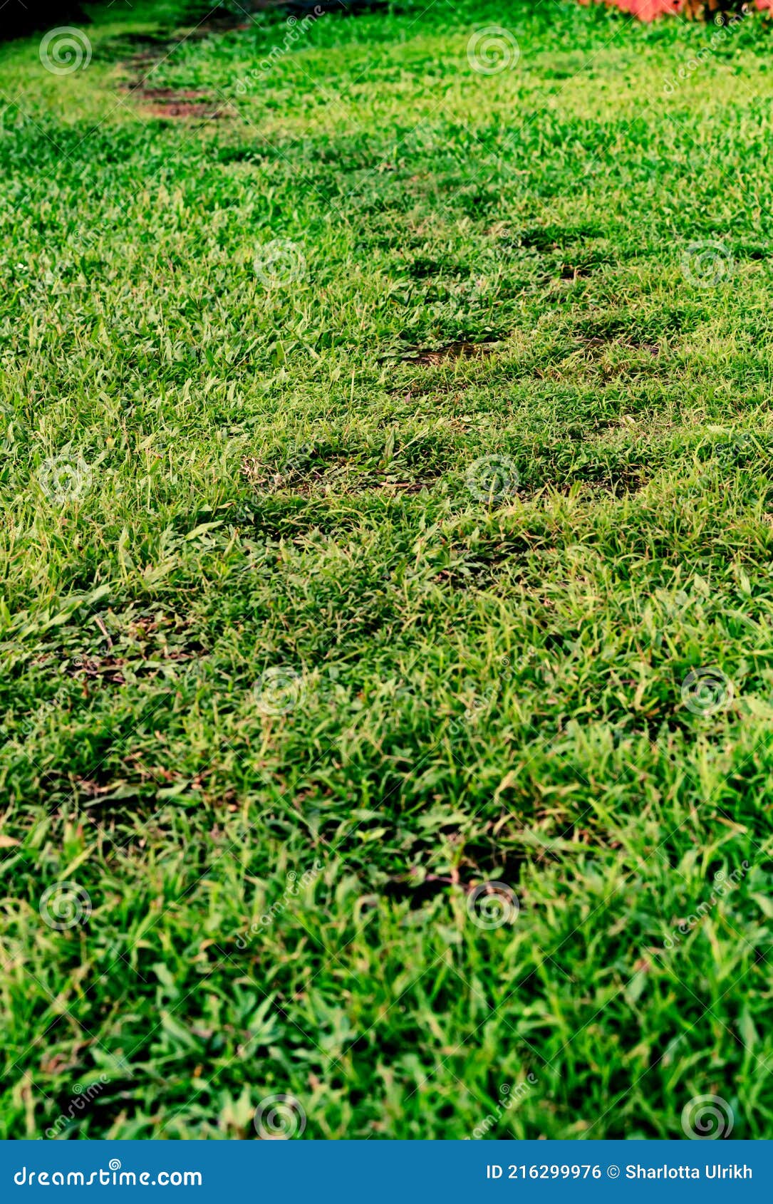 An Old Abandoned Village Path Lined with Overgrown with Grass Stock ...