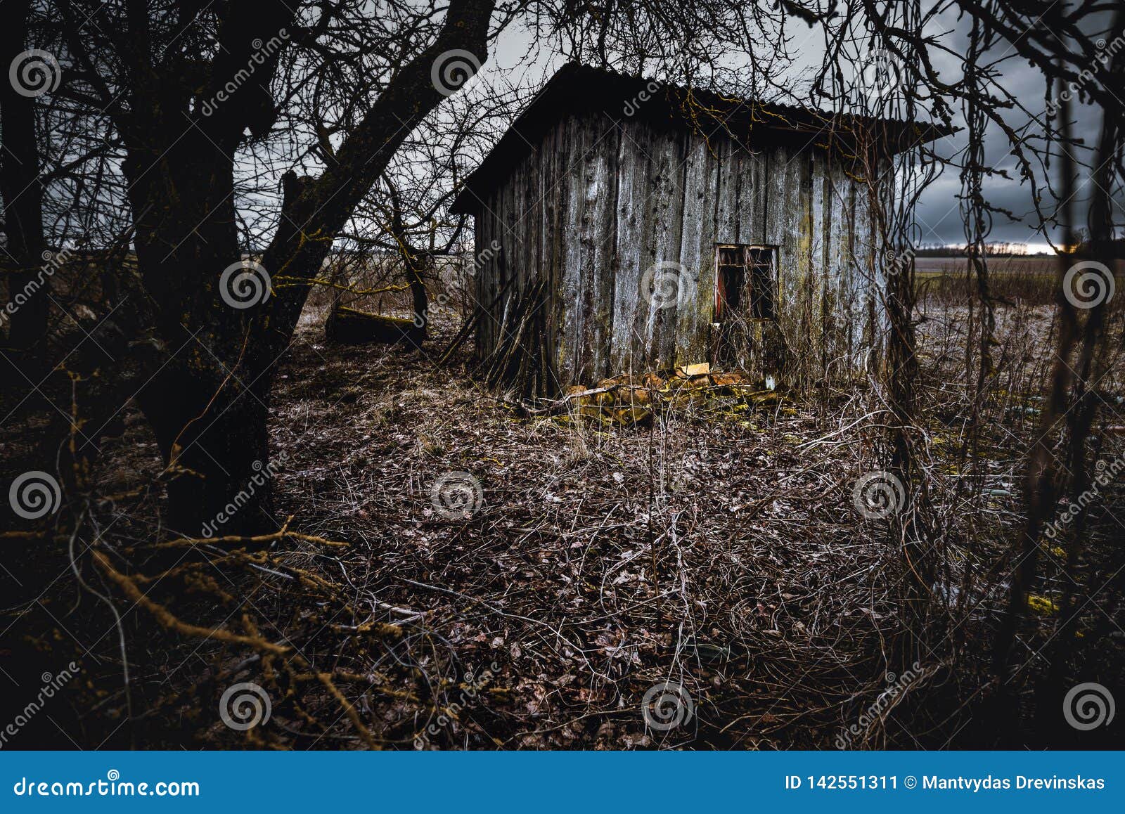 Old Abandoned Wooden Cabin in a View of Old Scary Trees Stock Image ...