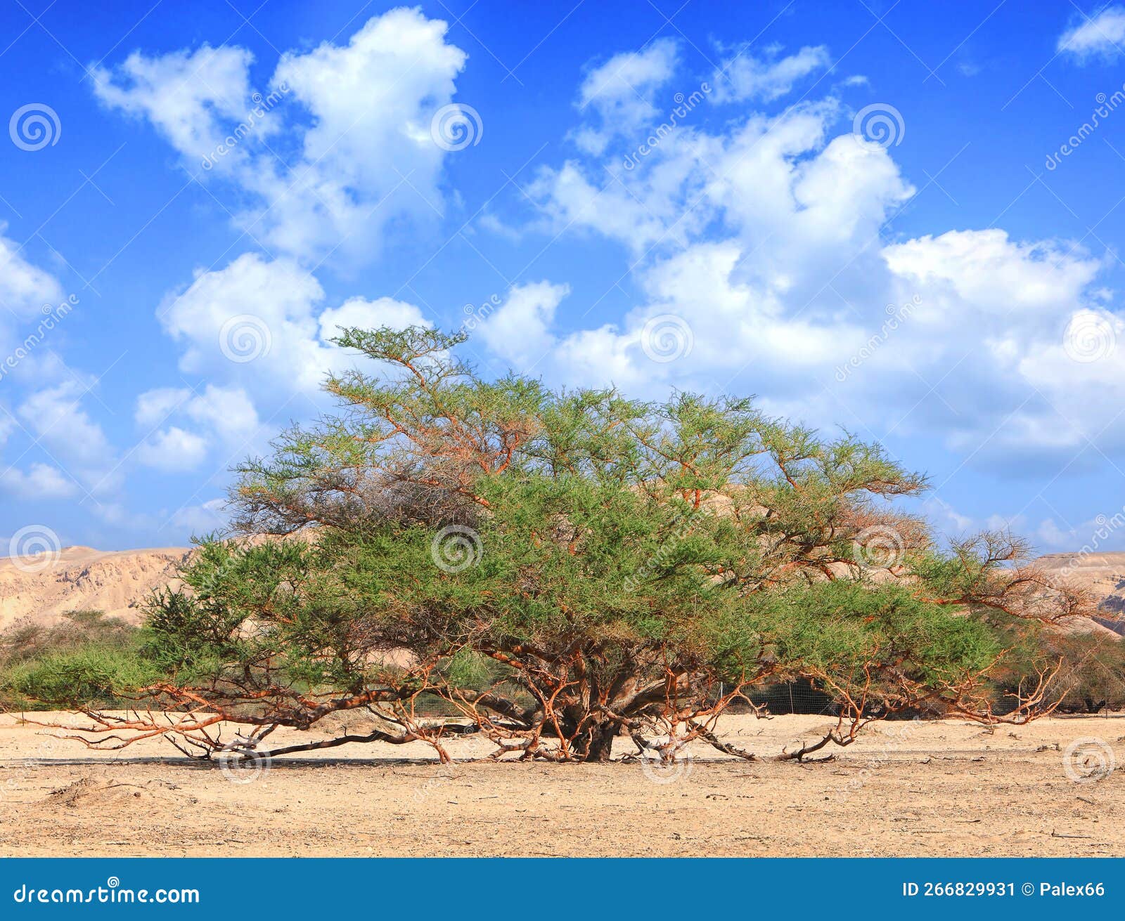 Old acacia in stony desert stock image. Image of eilat - 266829931