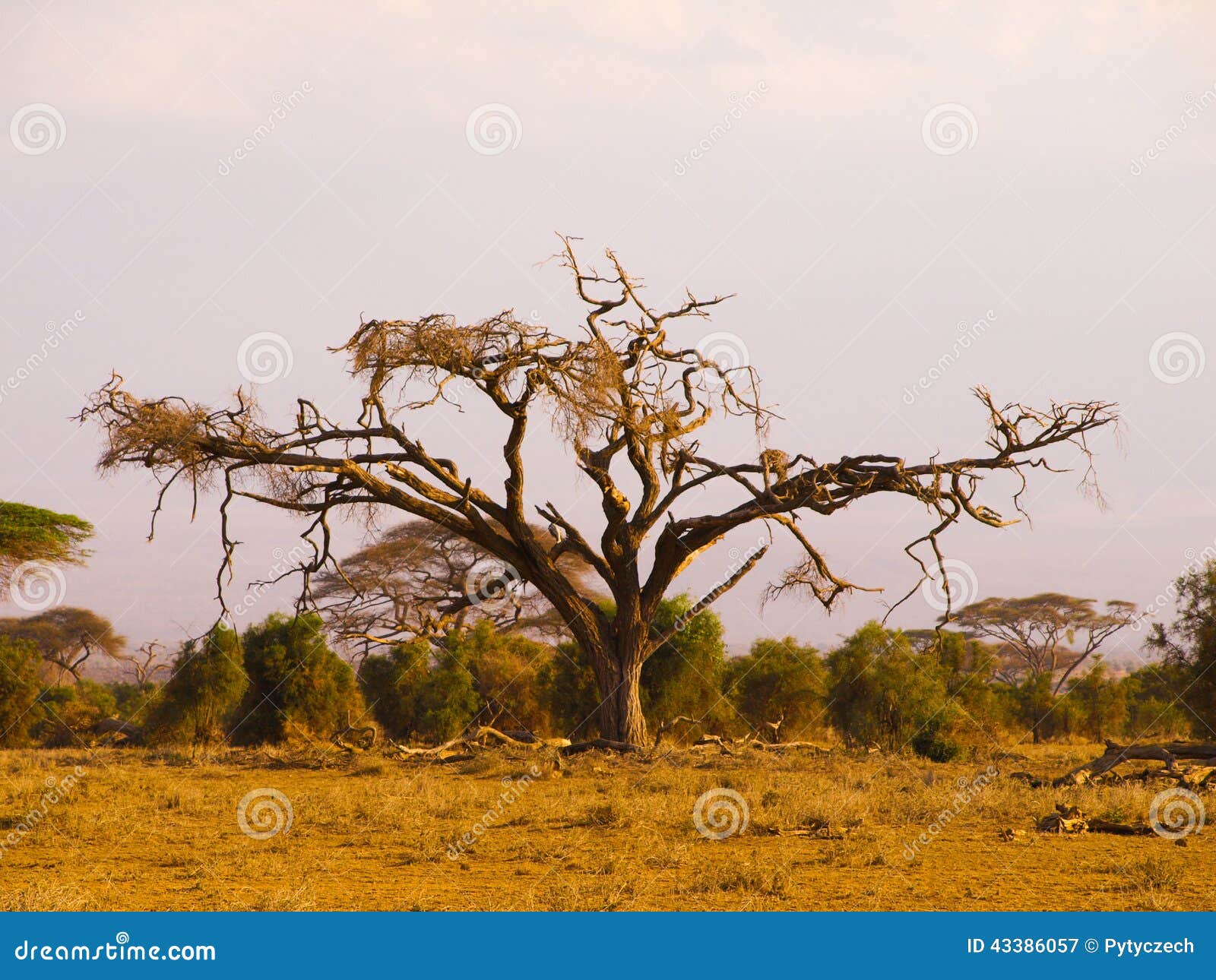 Old acacia tree stock image. Image of flat, blue, plant - 43386057