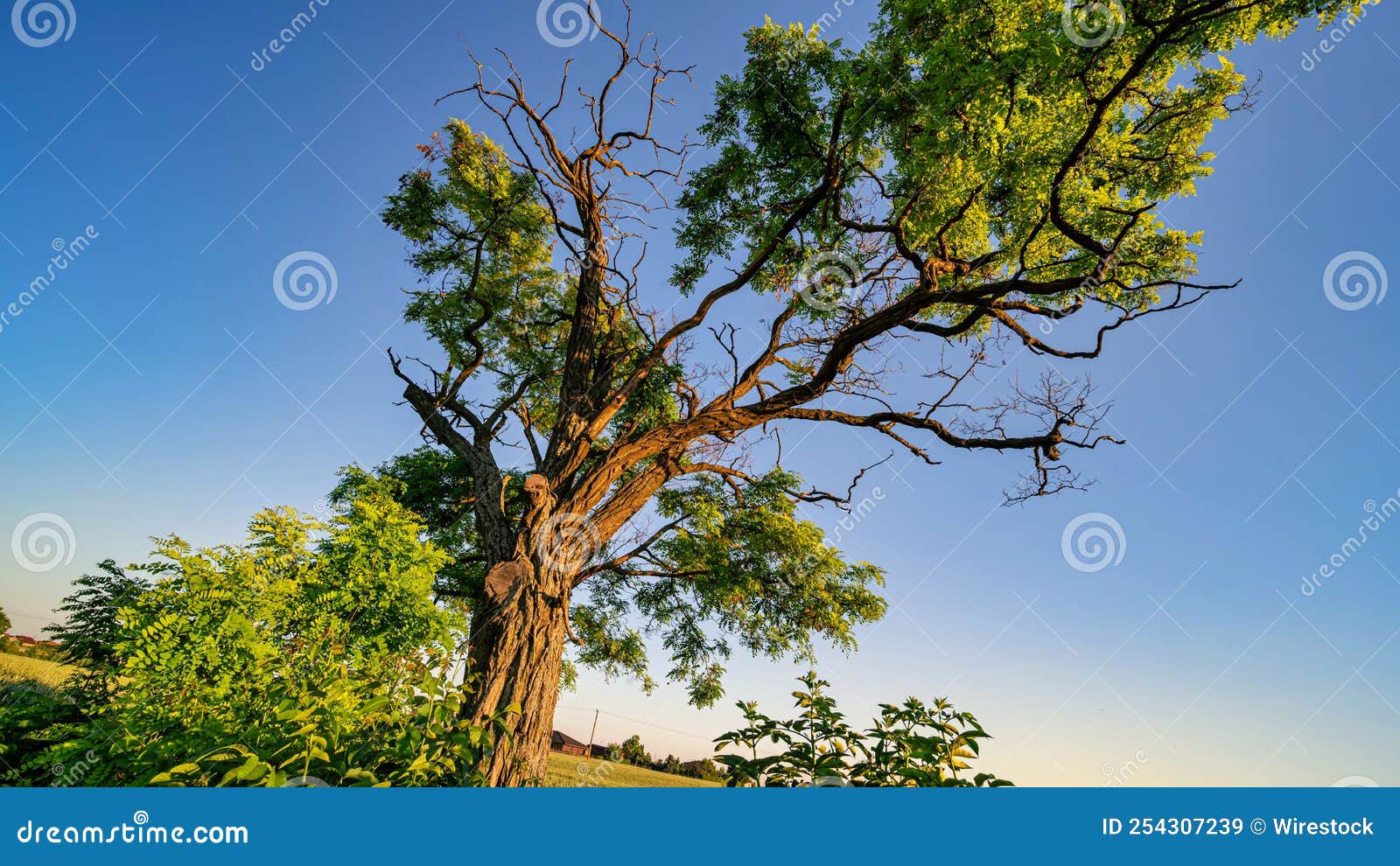 Old Acacia Wood Tree on a Sunny Day Stock Image - Image of view, acacia ...