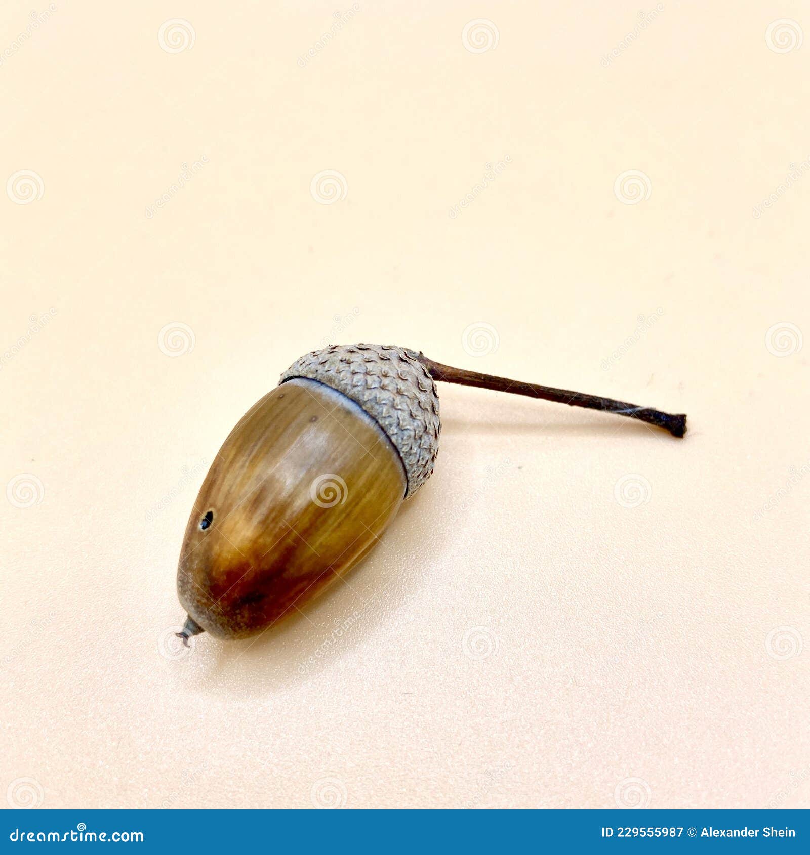 Old acorn stock image. Image of worm, acorn, hole - 229555987