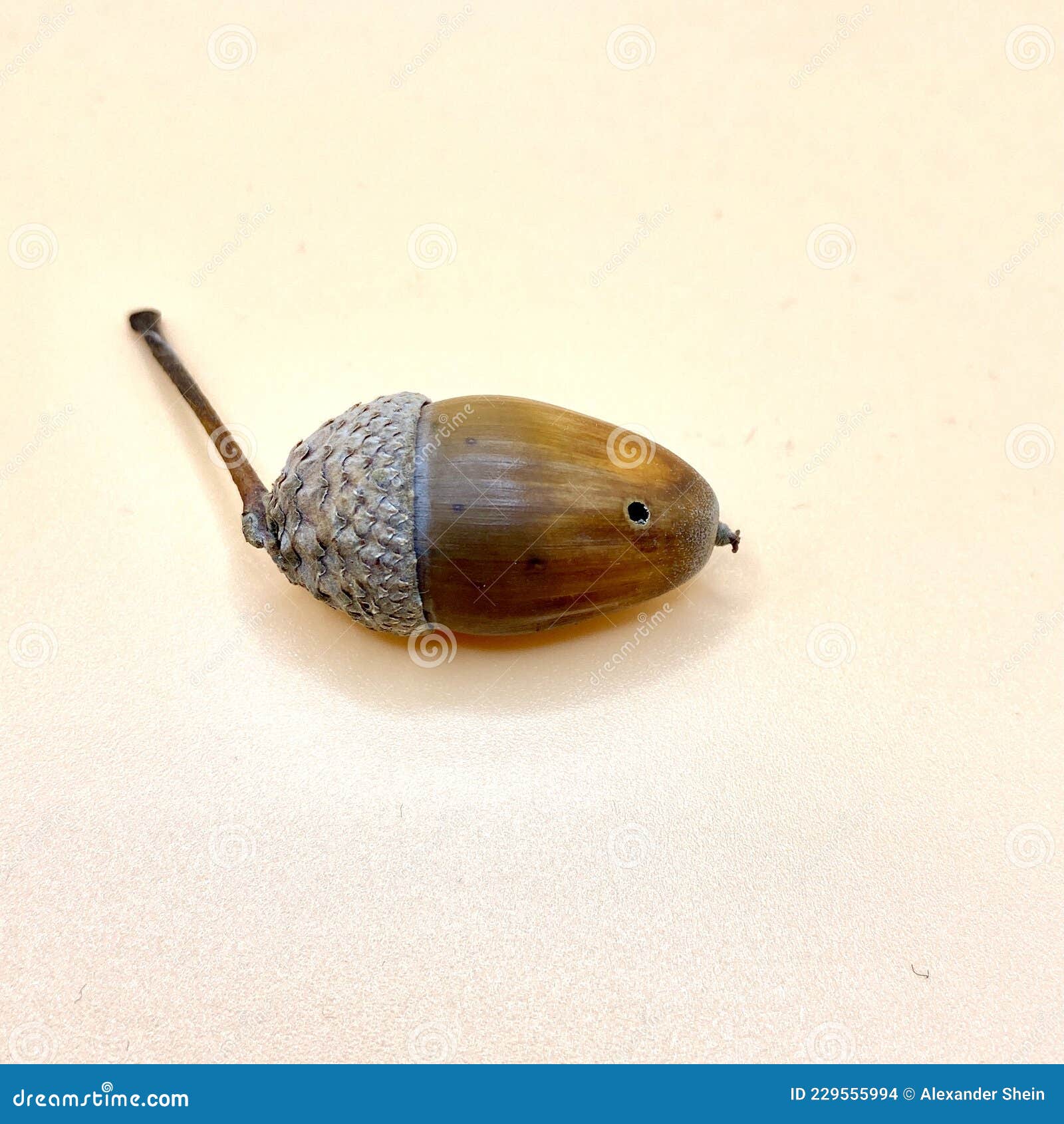 Old acorn stock photo. Image of hole, acorn, worm - 229555994