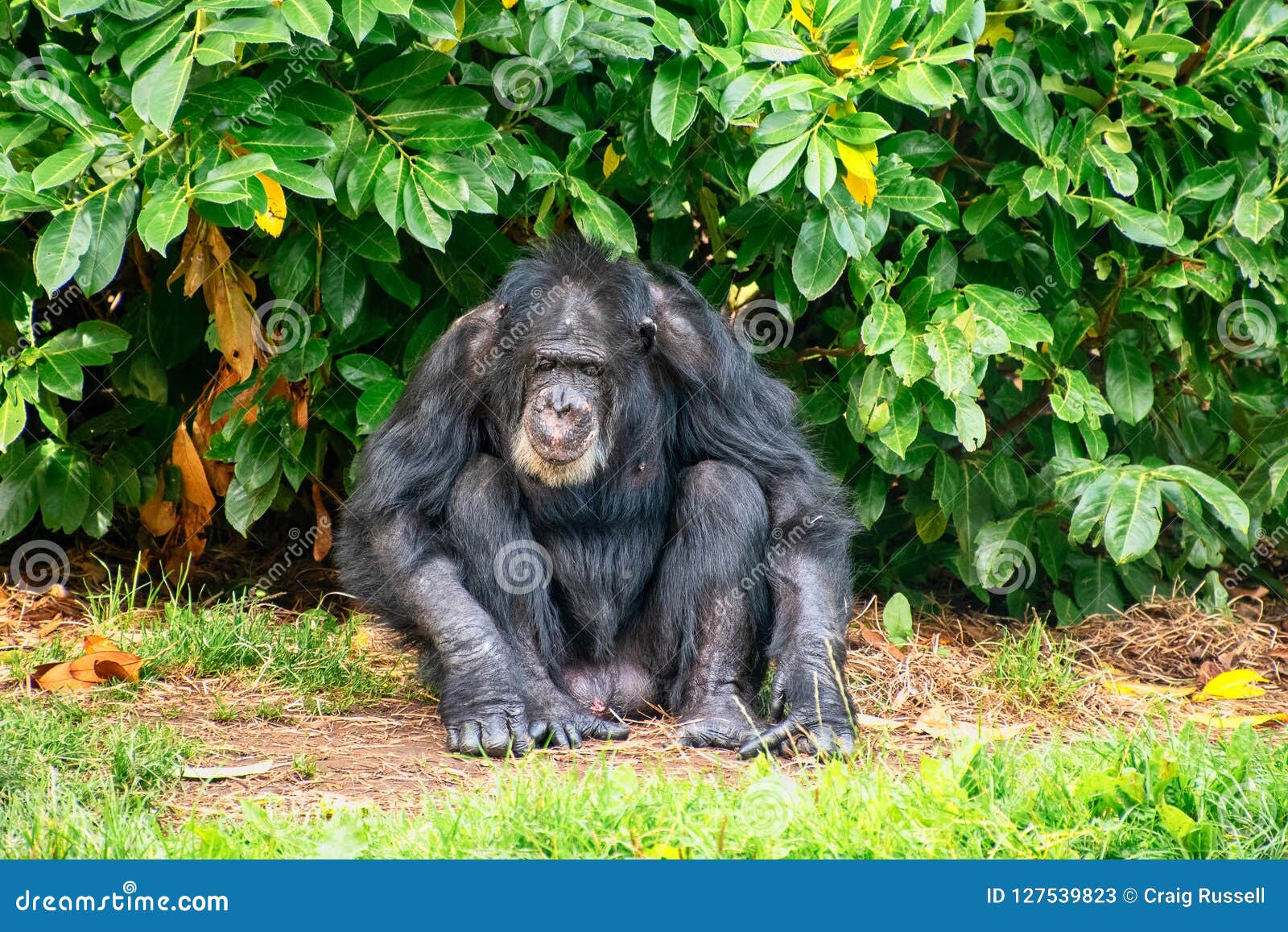 Old Age Chimpanzee Sitting on the Ground Stock Image - Image of cute ...