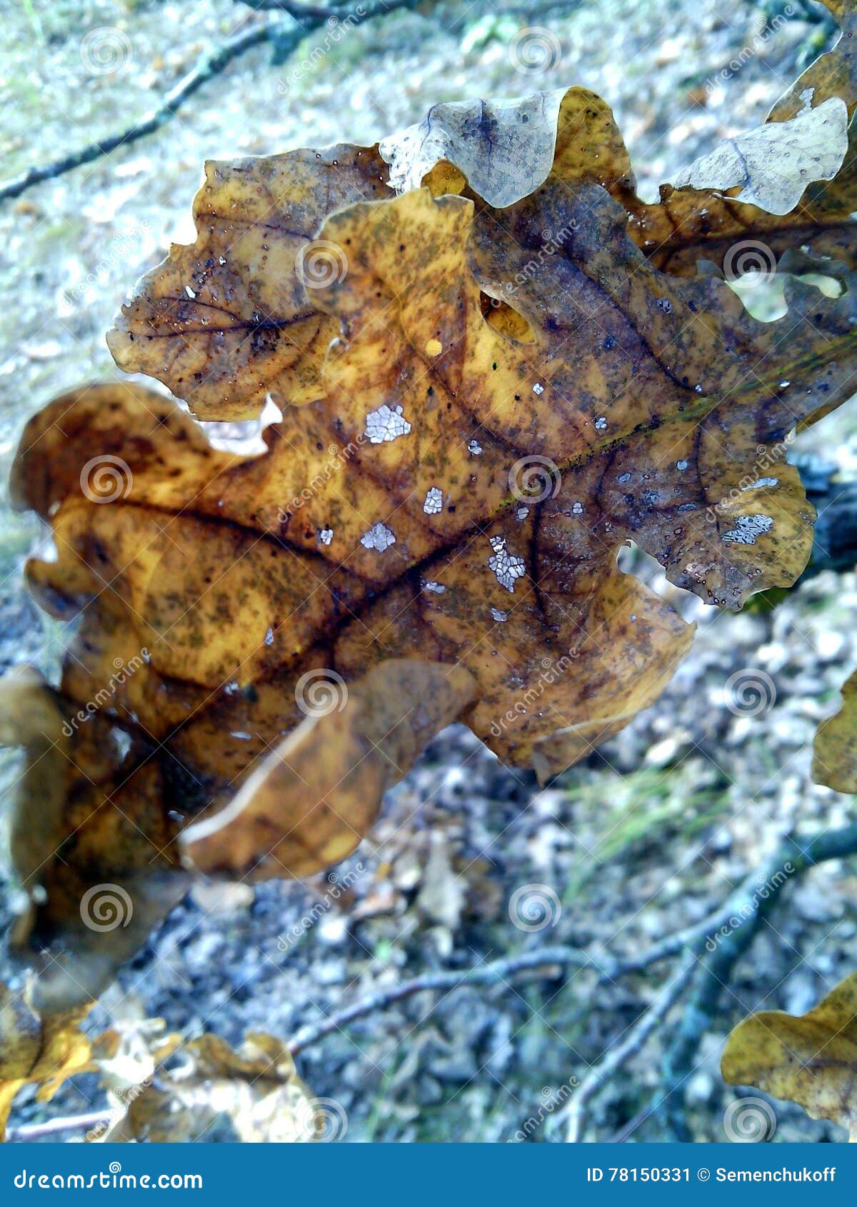 Old age stock image. Image of anno, oldness, senility - 78150331