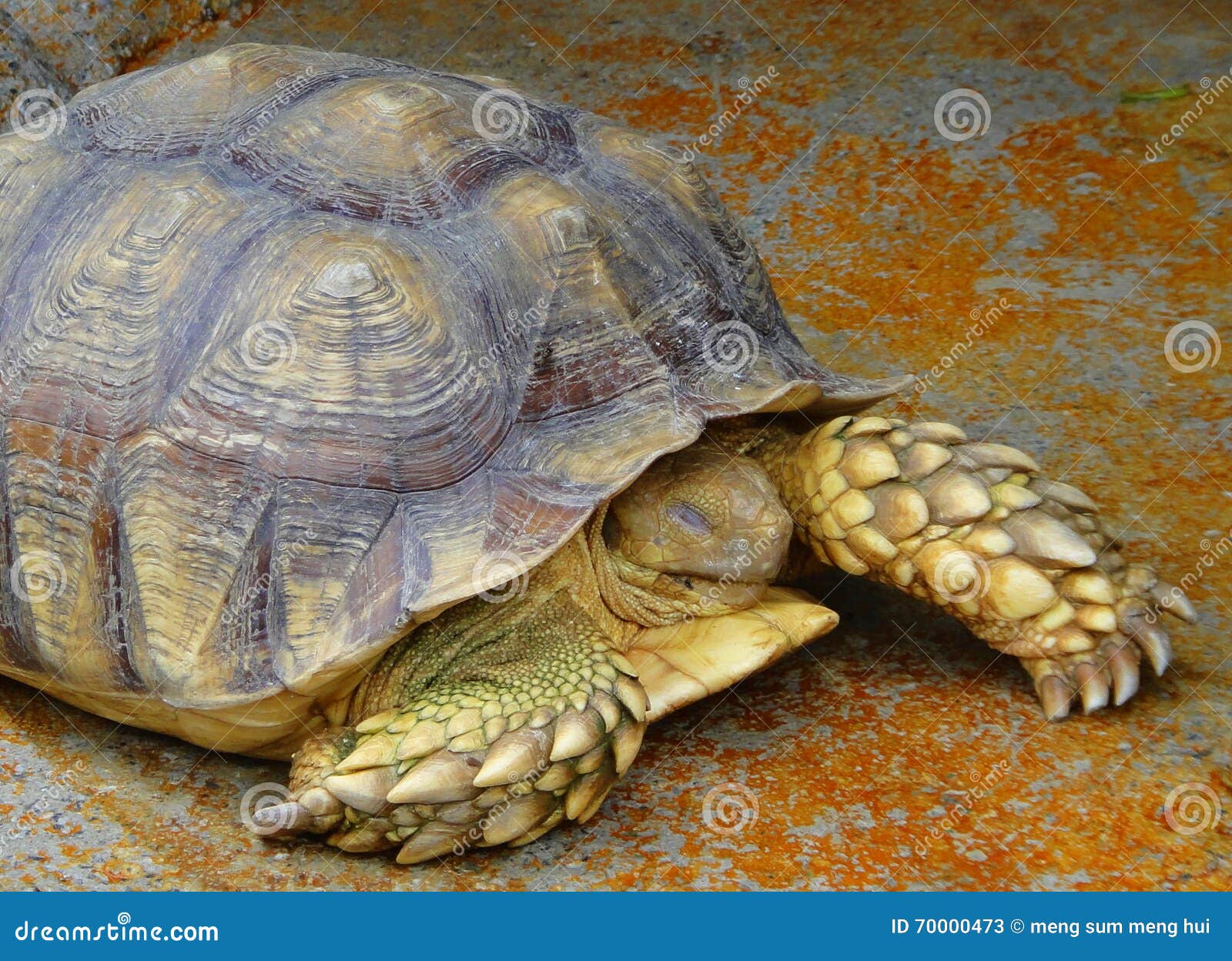 Old age turtle stock image. Image of cloud, sunset, ground - 70000473