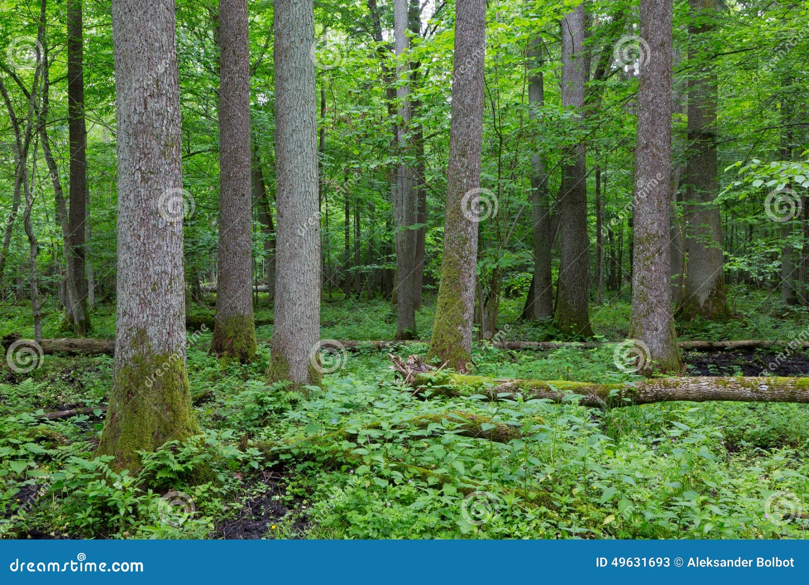 Old Alder Trees of Bialowieza Forest Stock Image - Image of huge ...