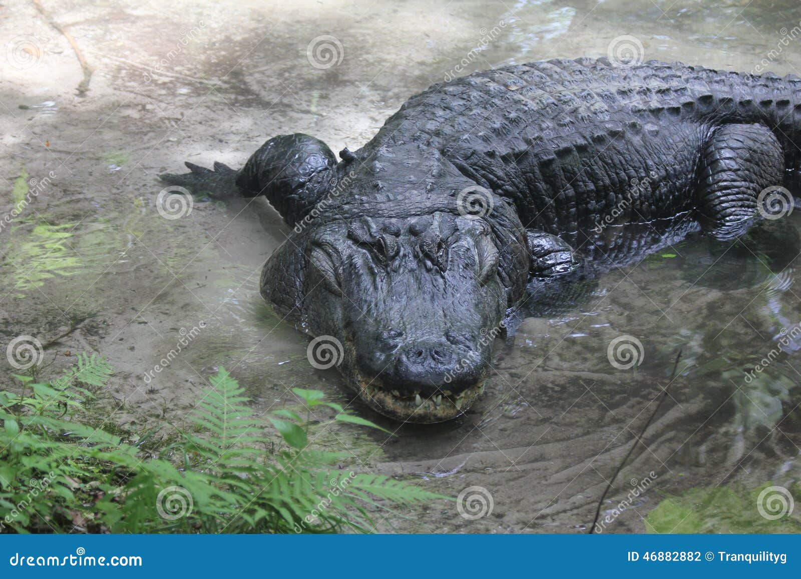 Old Alligator stock photo. Image of wildlife, american - 46882882