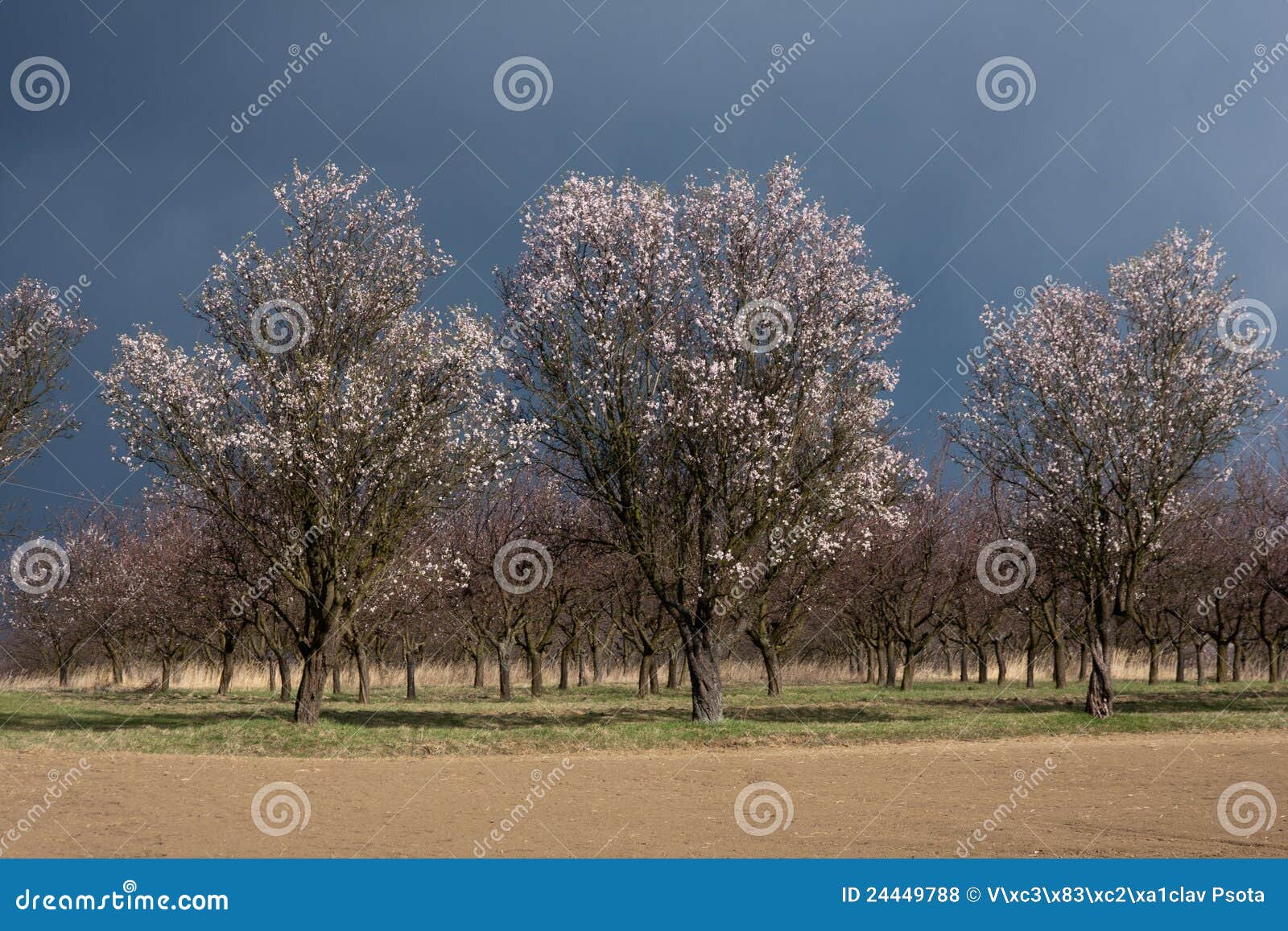 Old almond orchard stock photo. Image of almond, flowering - 24449788