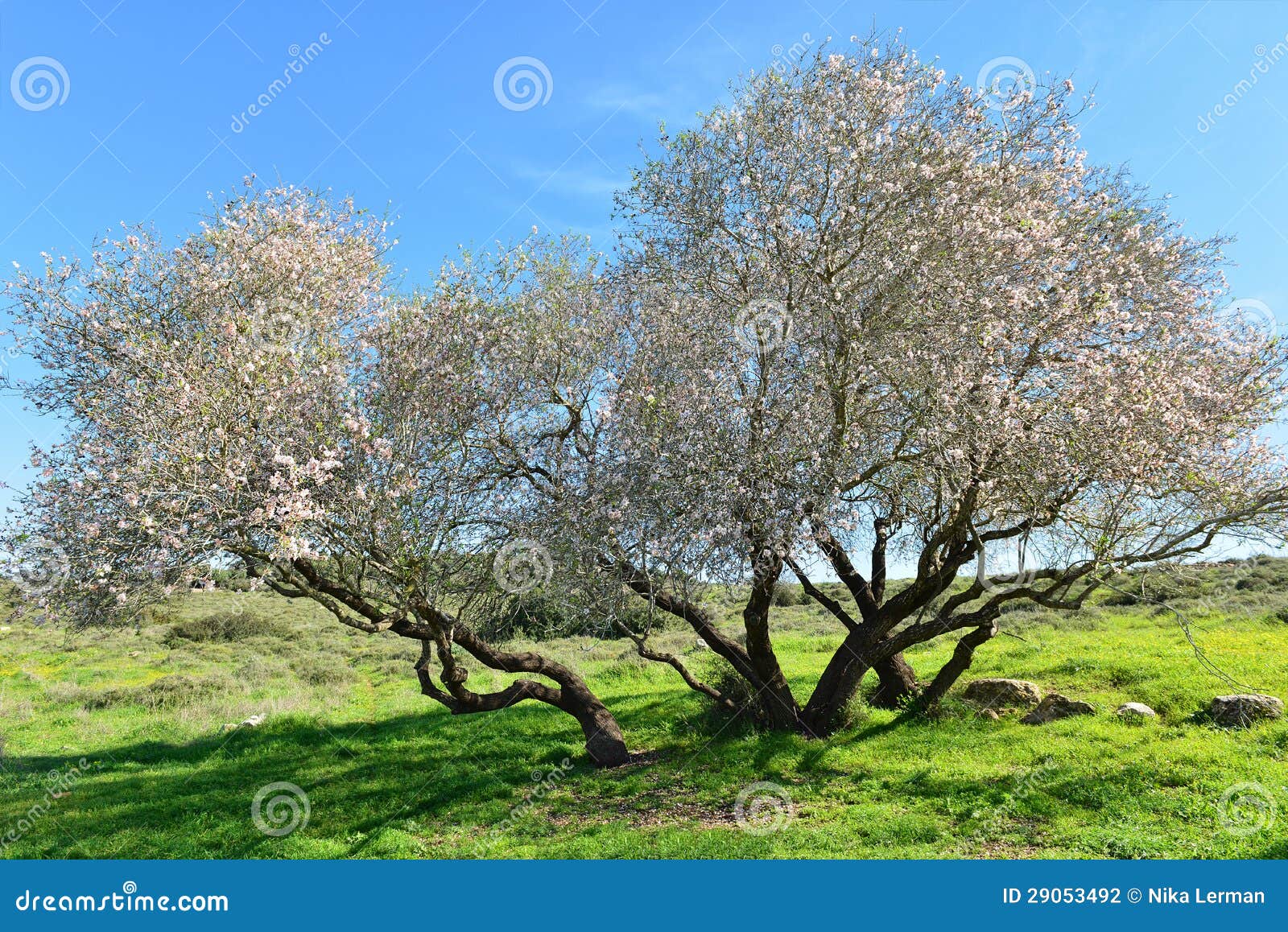 Old almond tree in bloom stock photo. Image of nature - 29053492