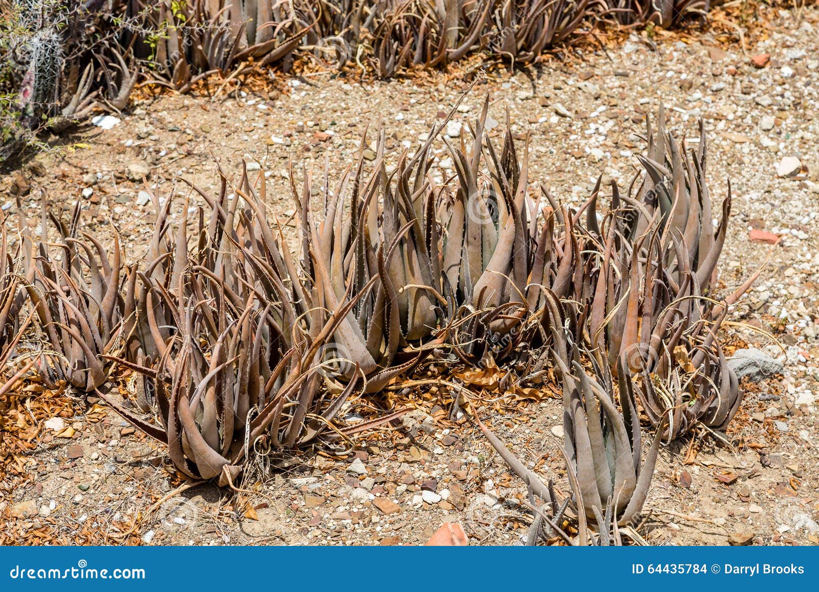 Old Aloe Plants in the Desert Stock Photo - Image of succulent ...