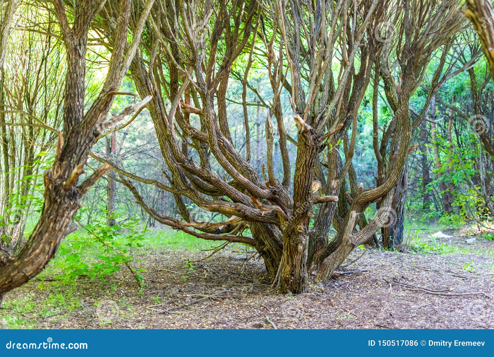 Amazing Tree with Crooked Branches in the Old Forest Stock Photo ...