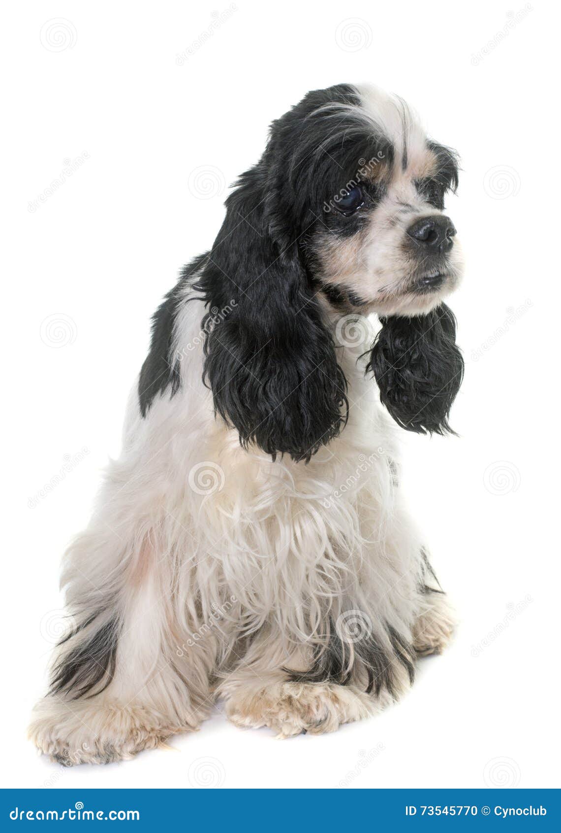 Old american cocker stock photo. Image of american, spaniel - 73545770