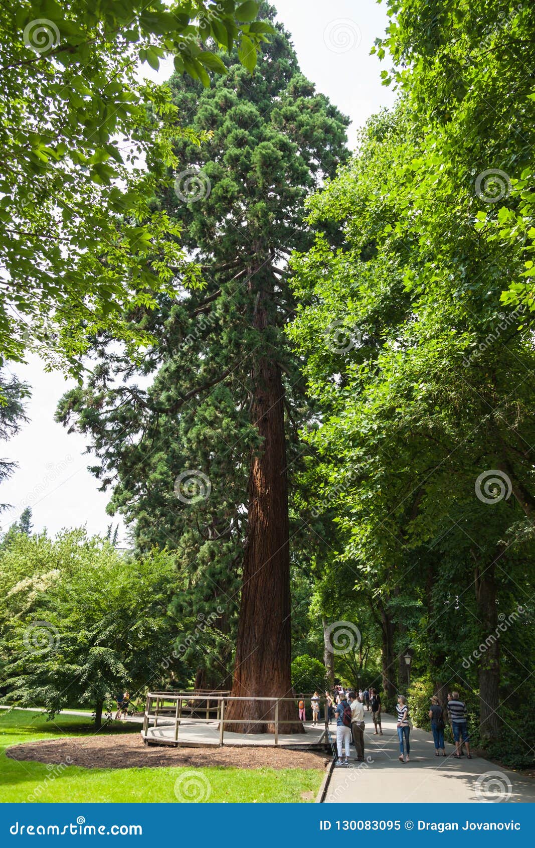 Mammon Tree. Grove, Background. Editorial Image - Image of grove, plant ...