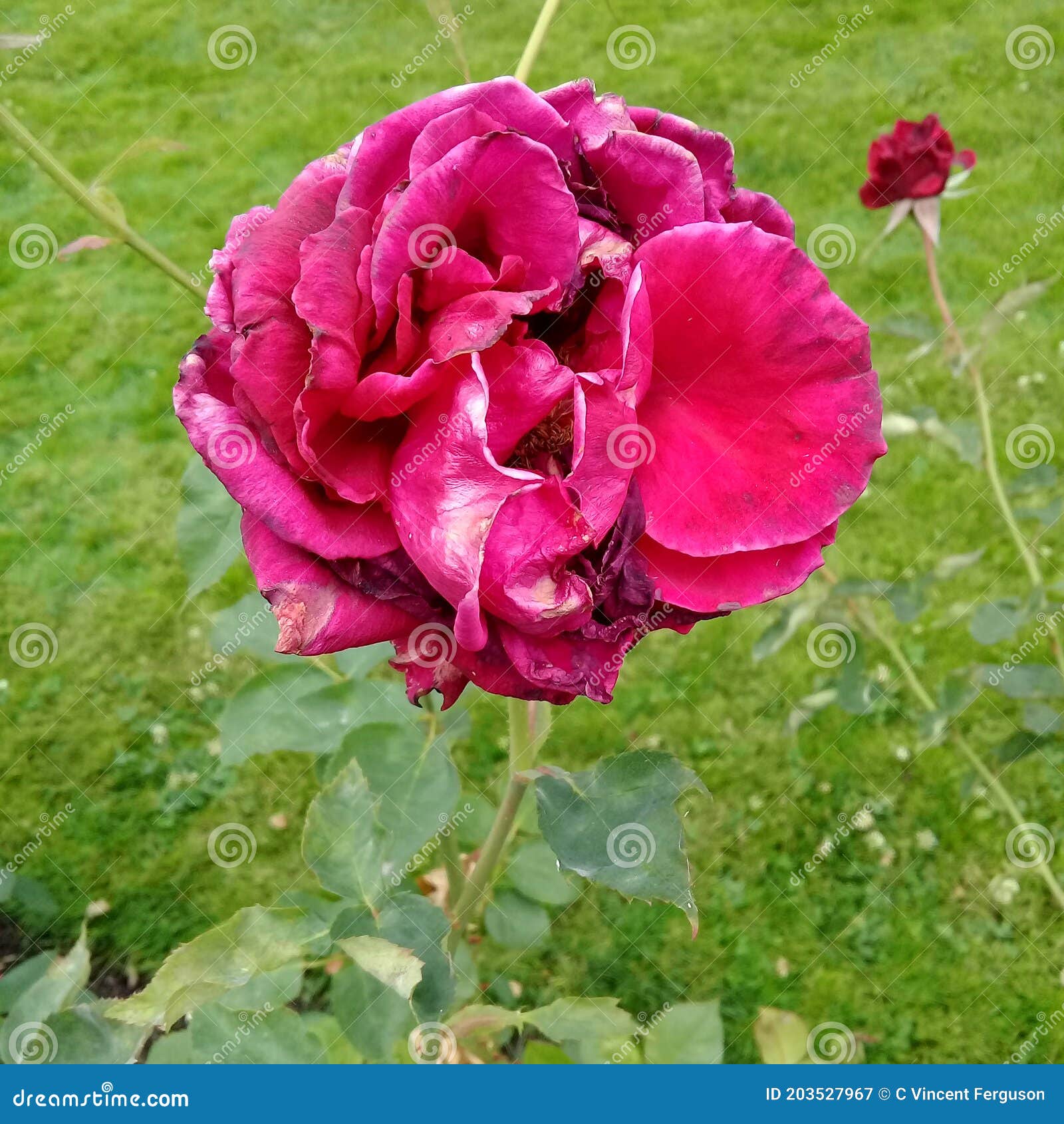 Old American Spirit Rose 01 Stock Image - Image of natural, spirit ...