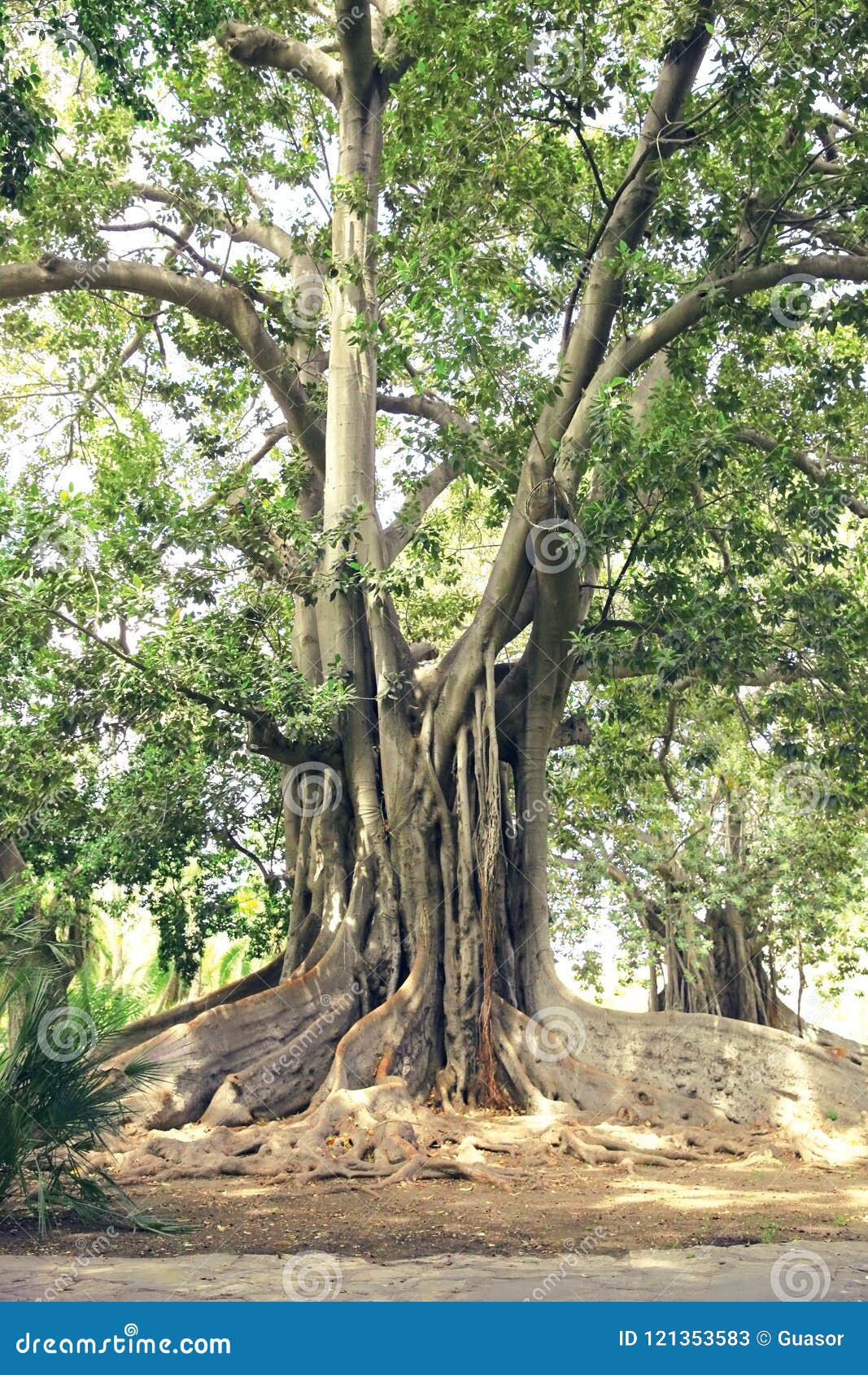 Old Ancient Big Tree with Thick Roots Stock Image - Image of park ...