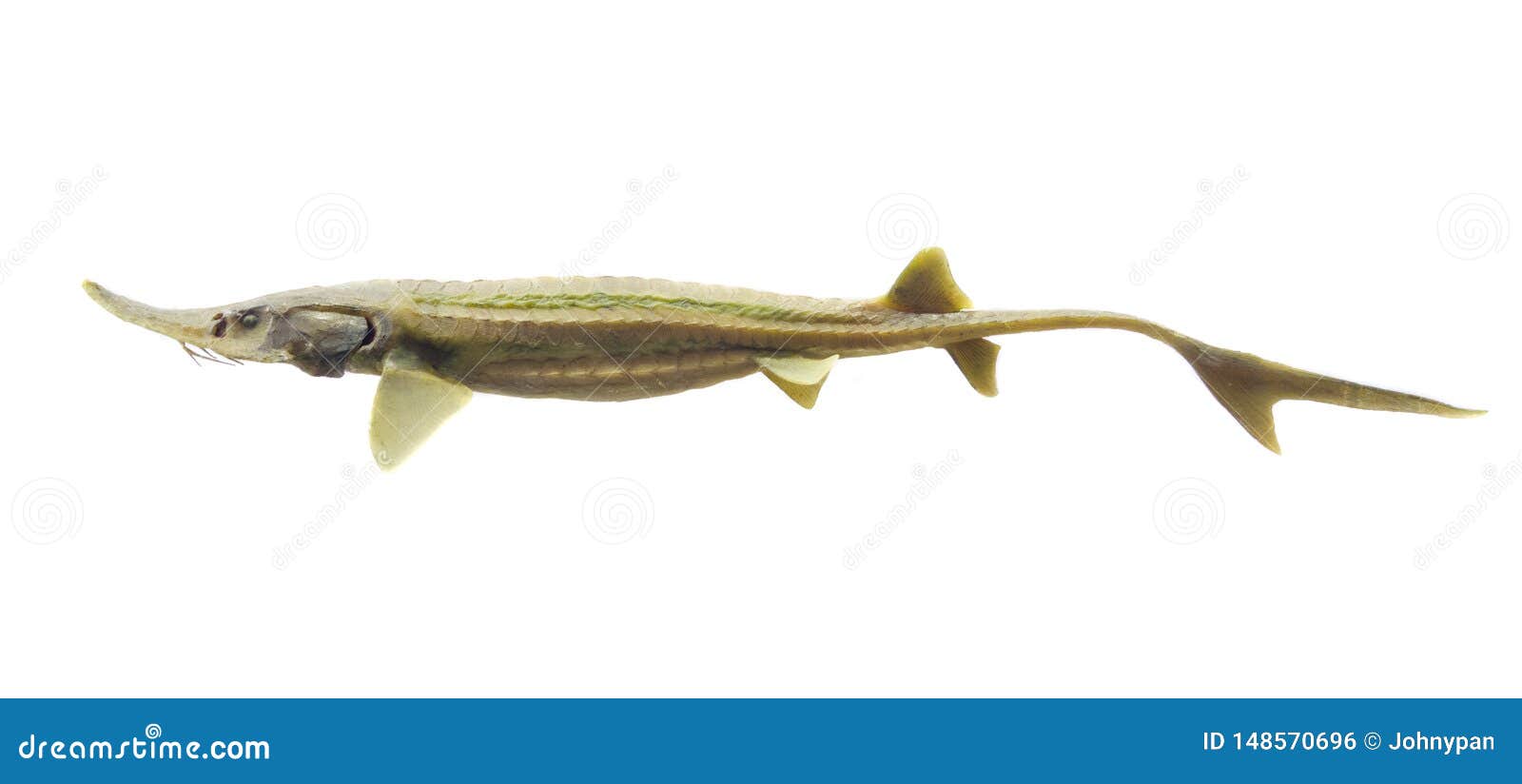 Old ancient fish isolated stock photo. Image of fossilized - 148570696