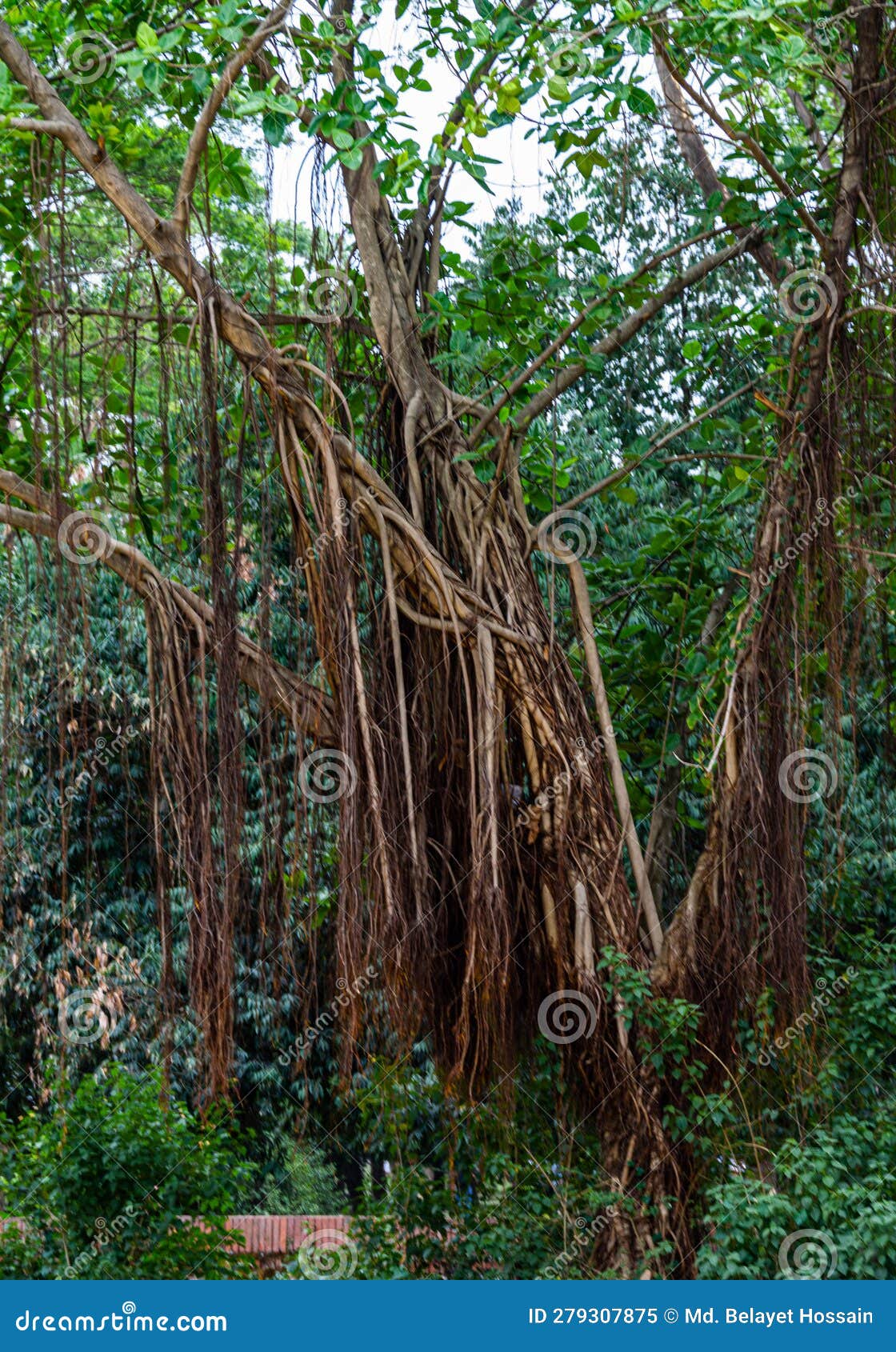 Old Ancient Tree with Long Roots Stock Image - Image of tree, branch ...