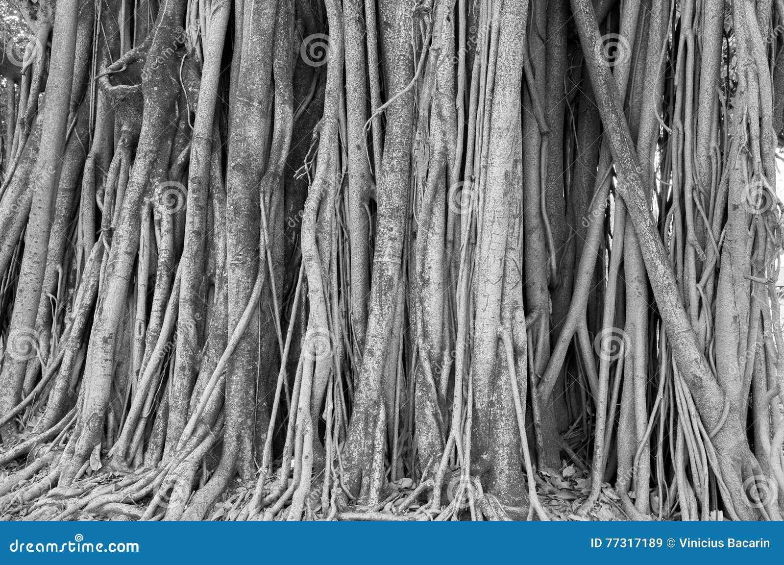 Old Ancient Tree with Long Roots Stock Image - Image of external, creep ...