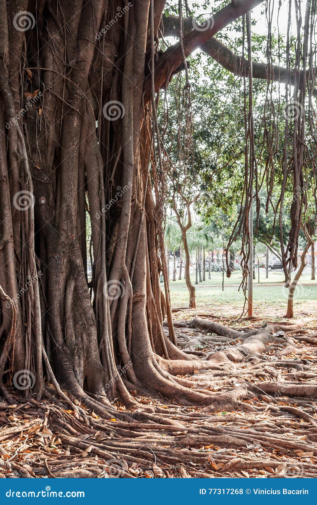 Old Ancient Tree with Long Roots Stock Photo - Image of branches, full ...