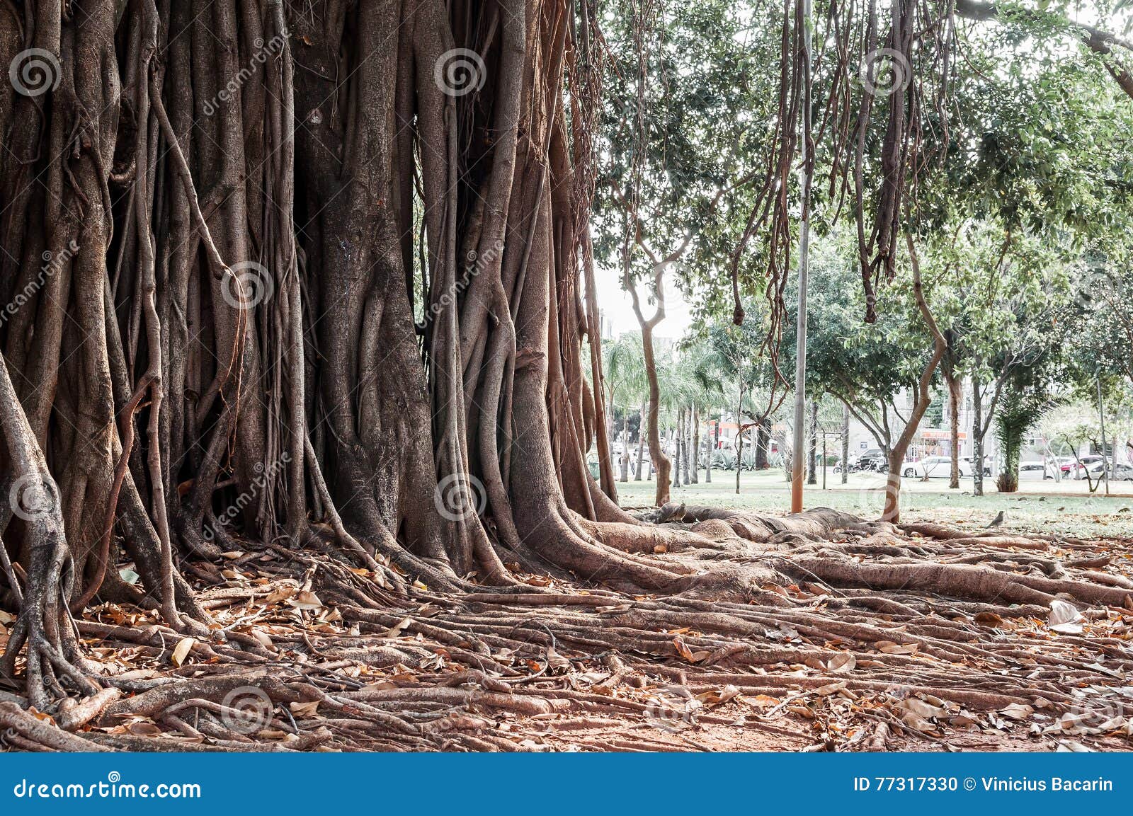 Old Ancient Tree with Long Roots Stock Photo - Image of ancient, root ...