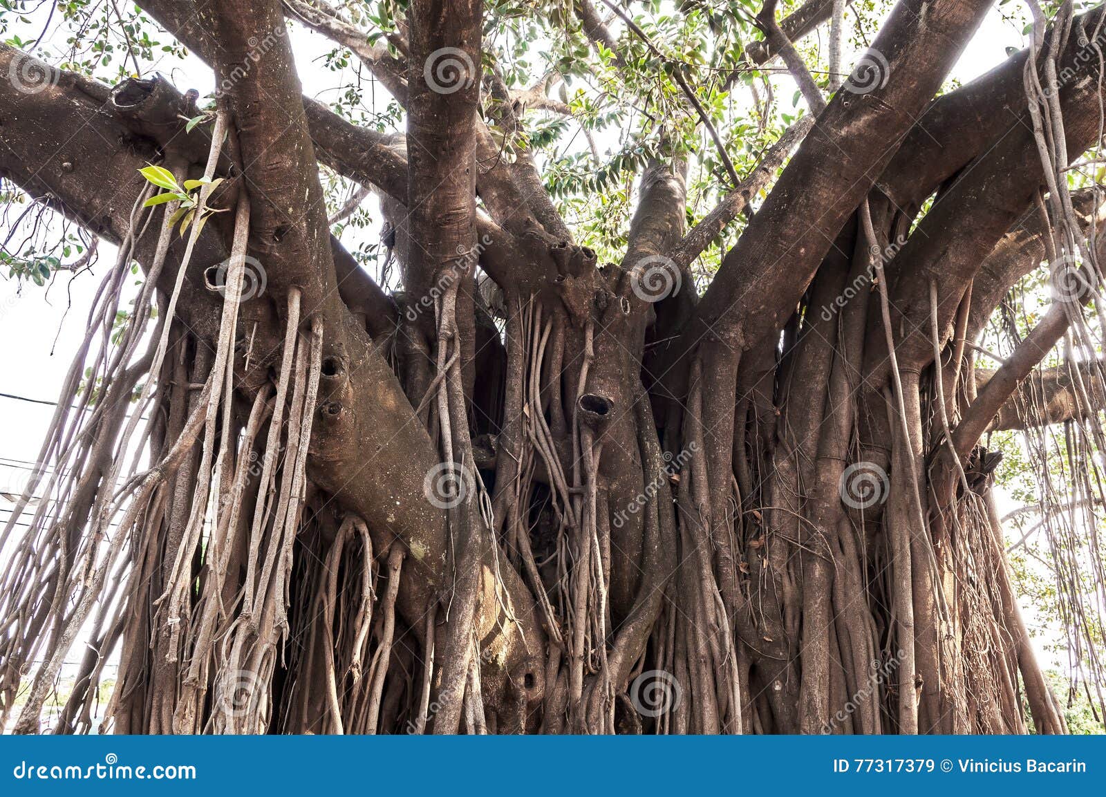 Old Ancient Tree with Long Roots Stock Image - Image of large, ancient ...