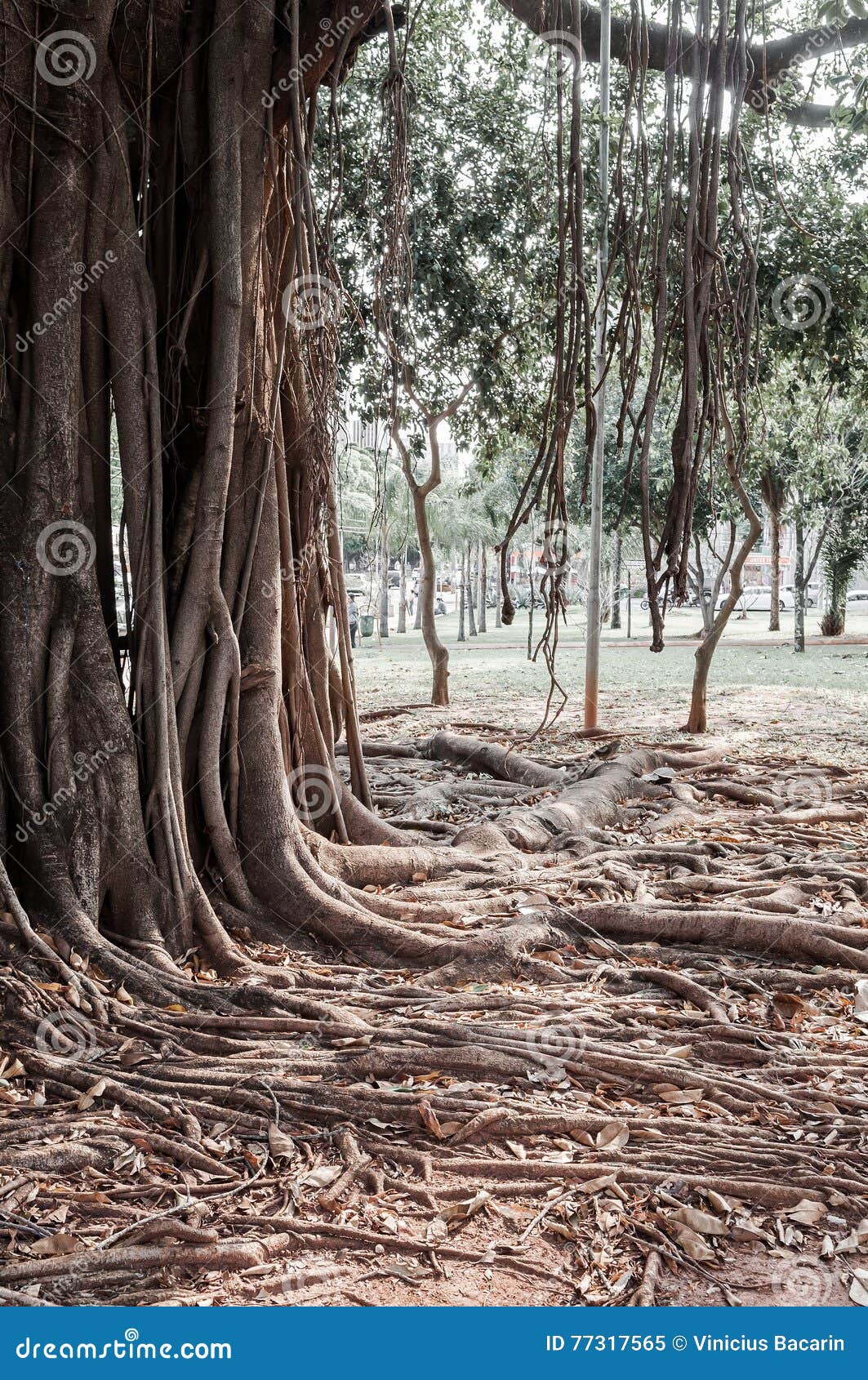 Old Ancient Tree with Long Roots Stock Image - Image of start, external ...