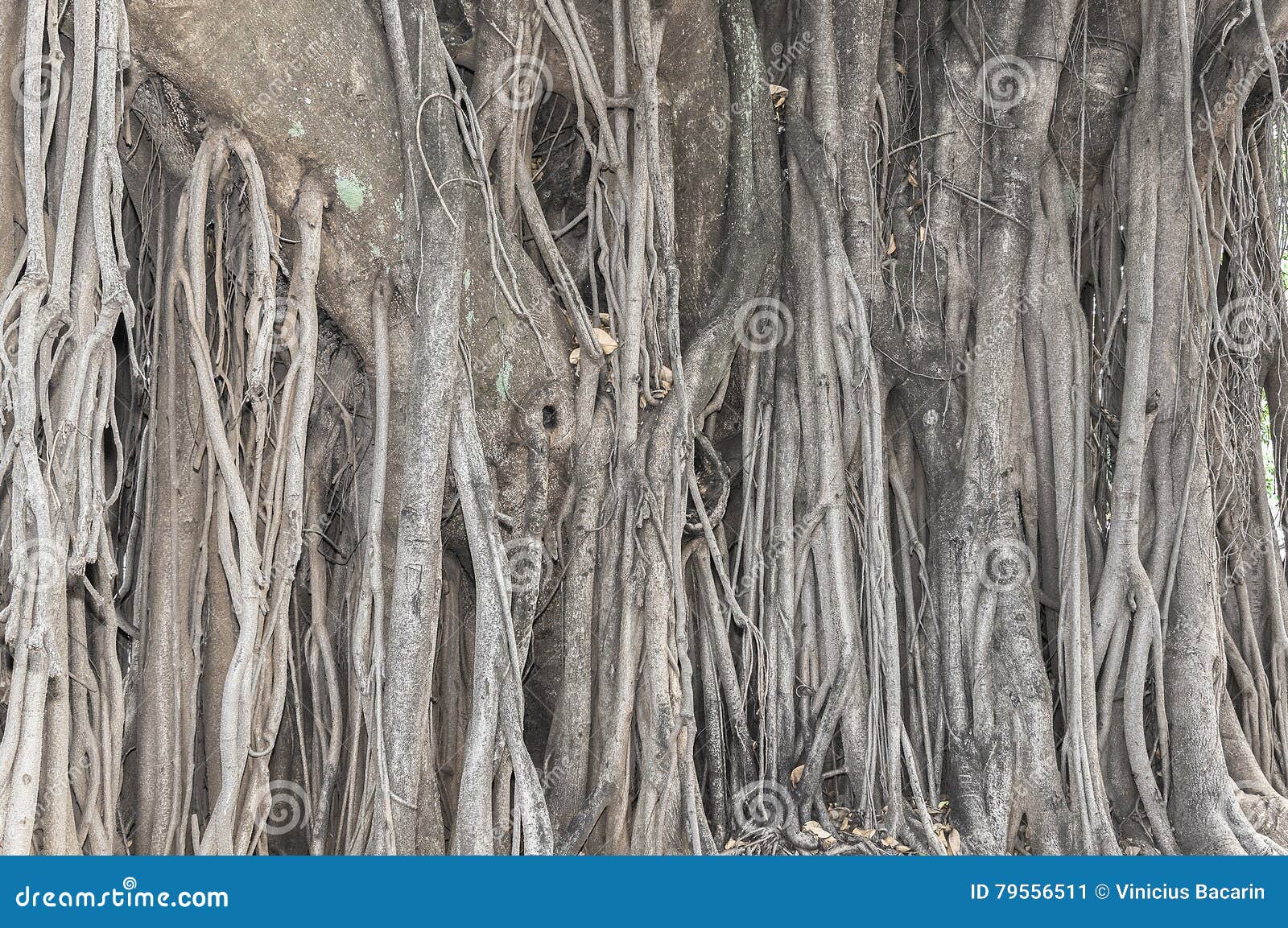 Old Ancient Tree with Long Roots that Start at the Top of the Branches ...