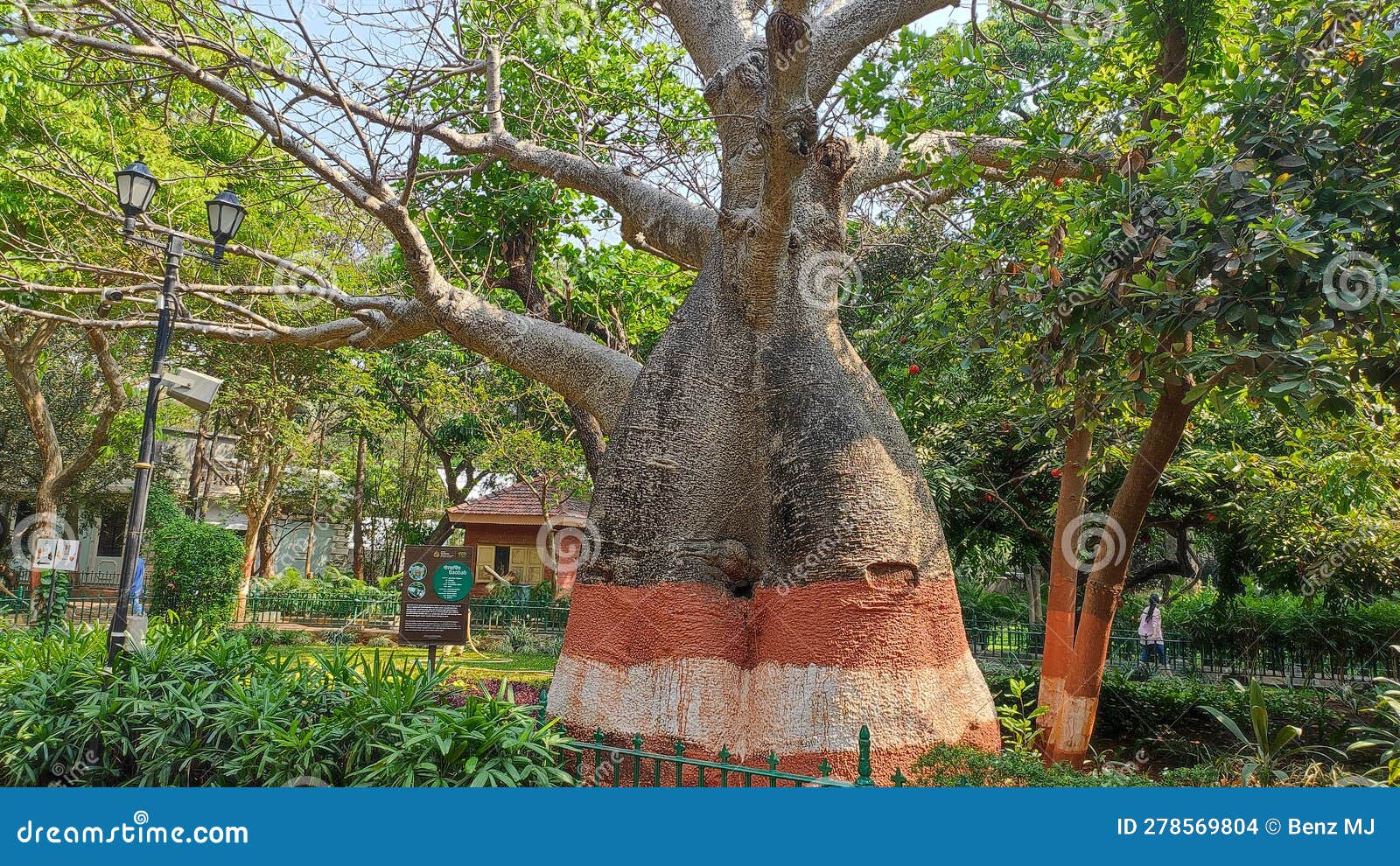 Old and ancient tree stem stock photo. Image of forest - 278569804