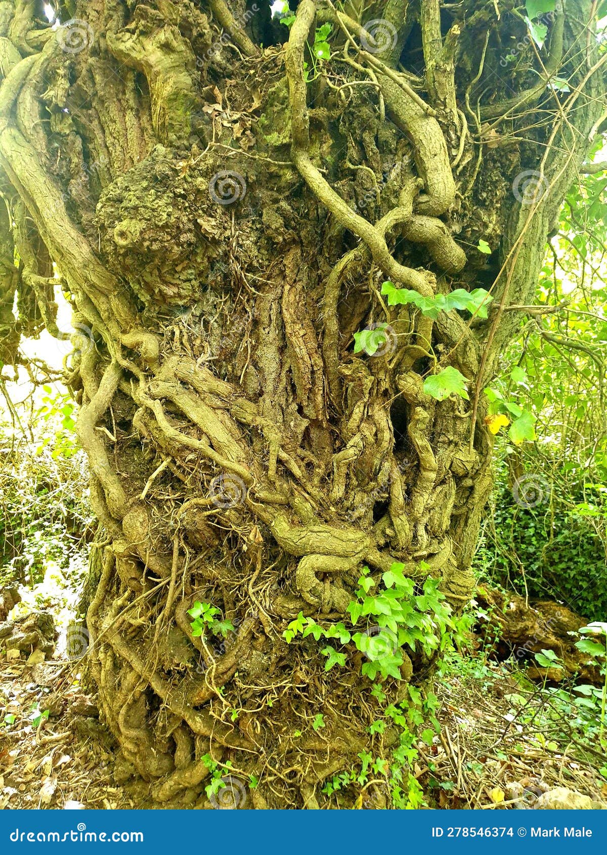 Old Ancient Wise and Twisted Stock Photo - Image of plant, green: 278546374